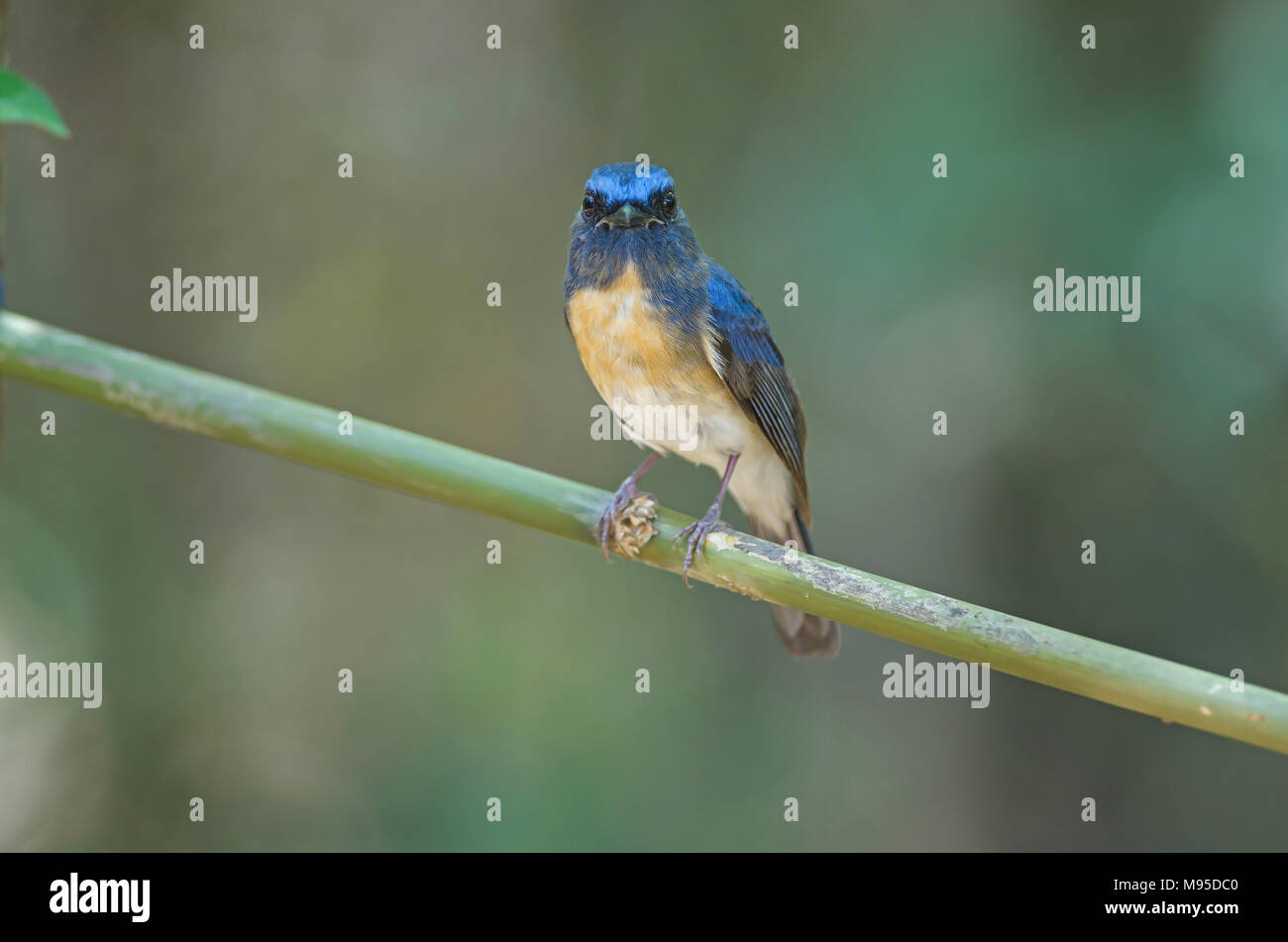 Male blue throated blue flycatcher hi-res stock photography and images ...