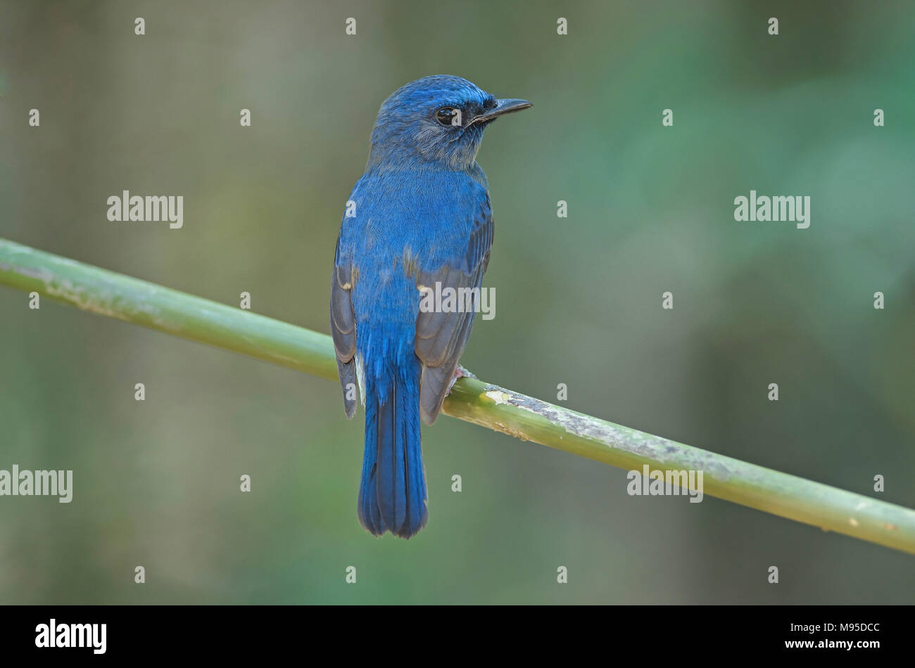 Male blue throated blue flycatcher hi-res stock photography and images ...