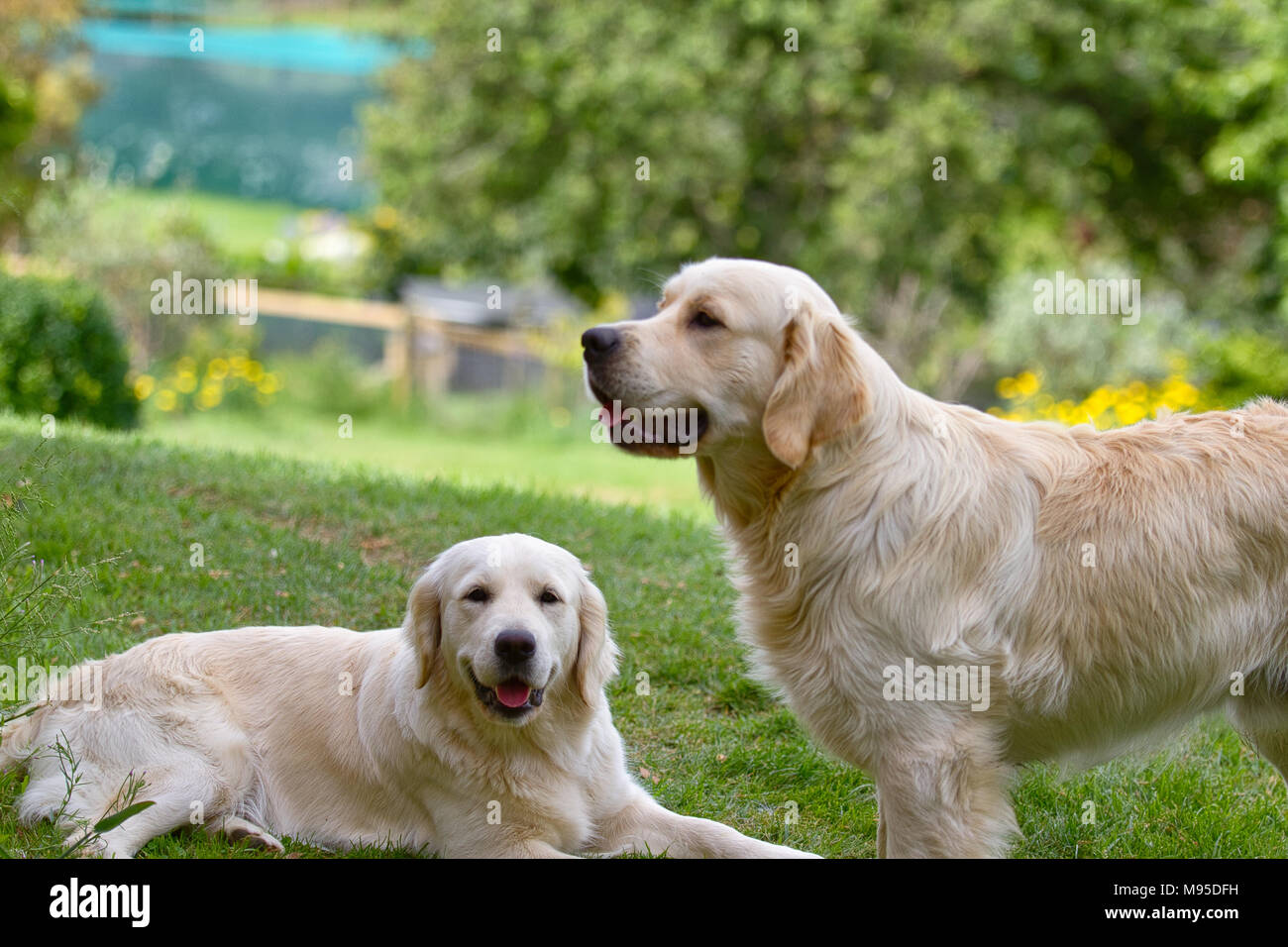 Golden Retriever dogs at home Stock Photo - Alamy