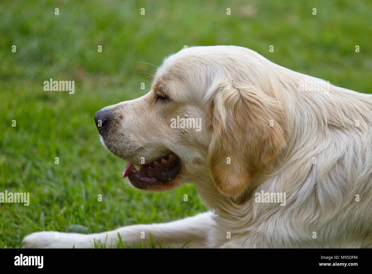 Golden retriever in park hi-res stock photography and images - Alamy