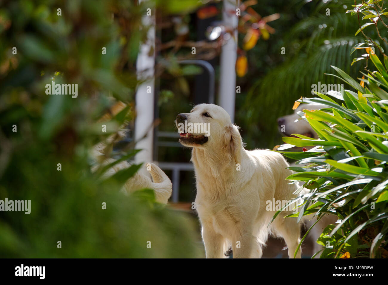 Golden Retriever dogs at home Stock Photo - Alamy