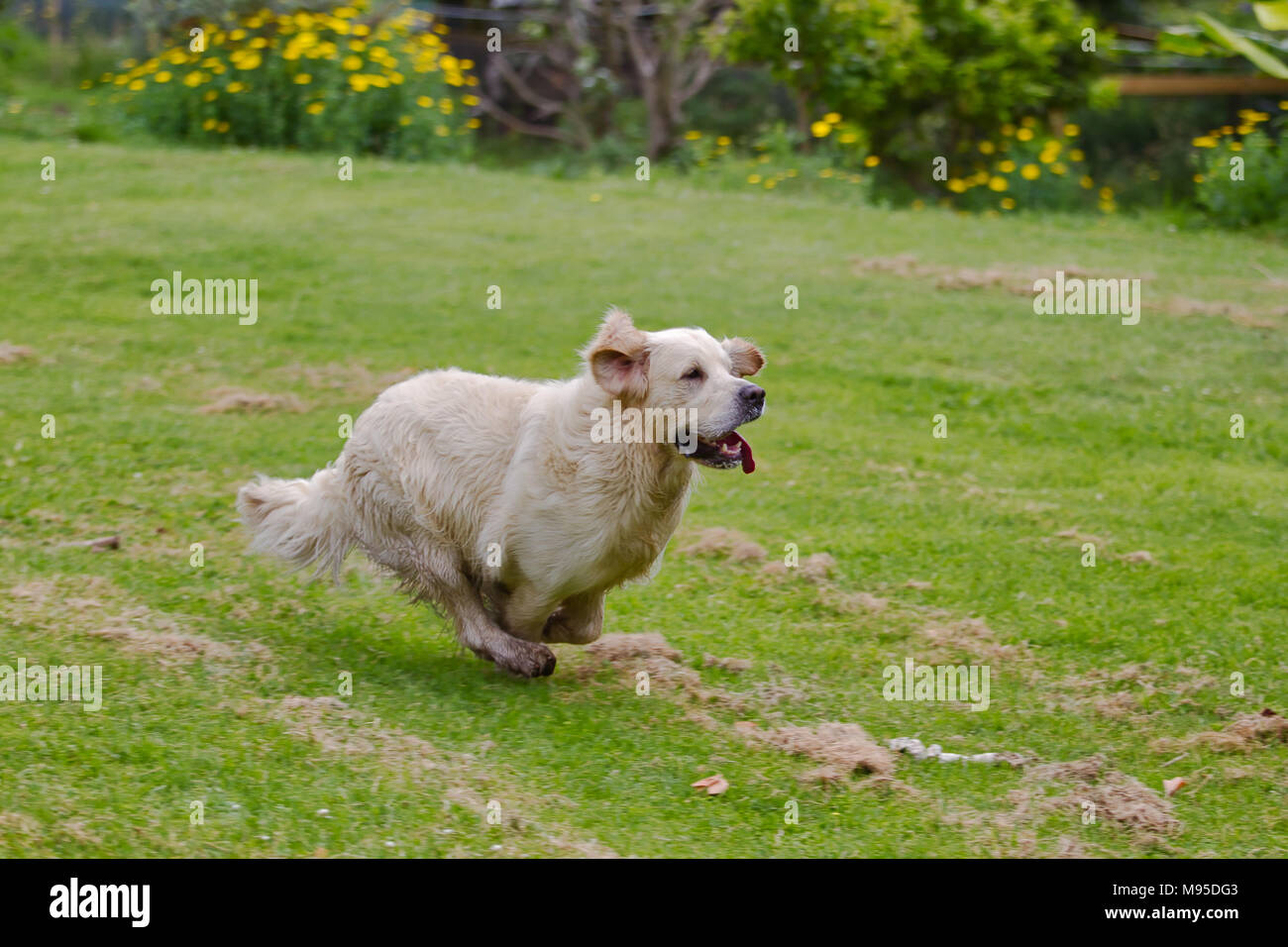 Golden Retriever dogs at home Stock Photo - Alamy