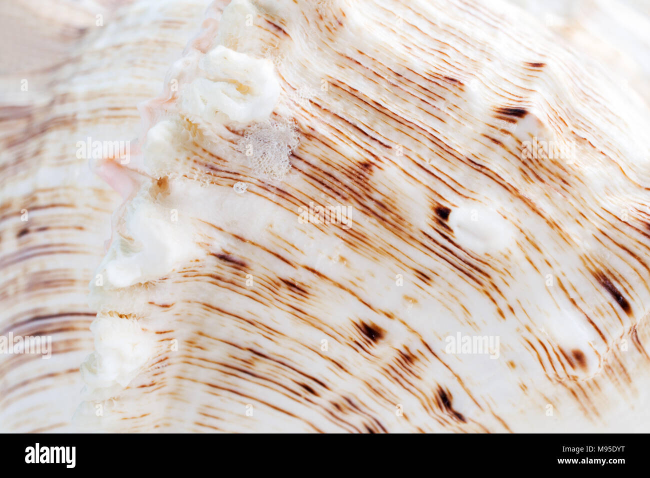 Natural abstract background. Close-up white seashell wavy texture with ...