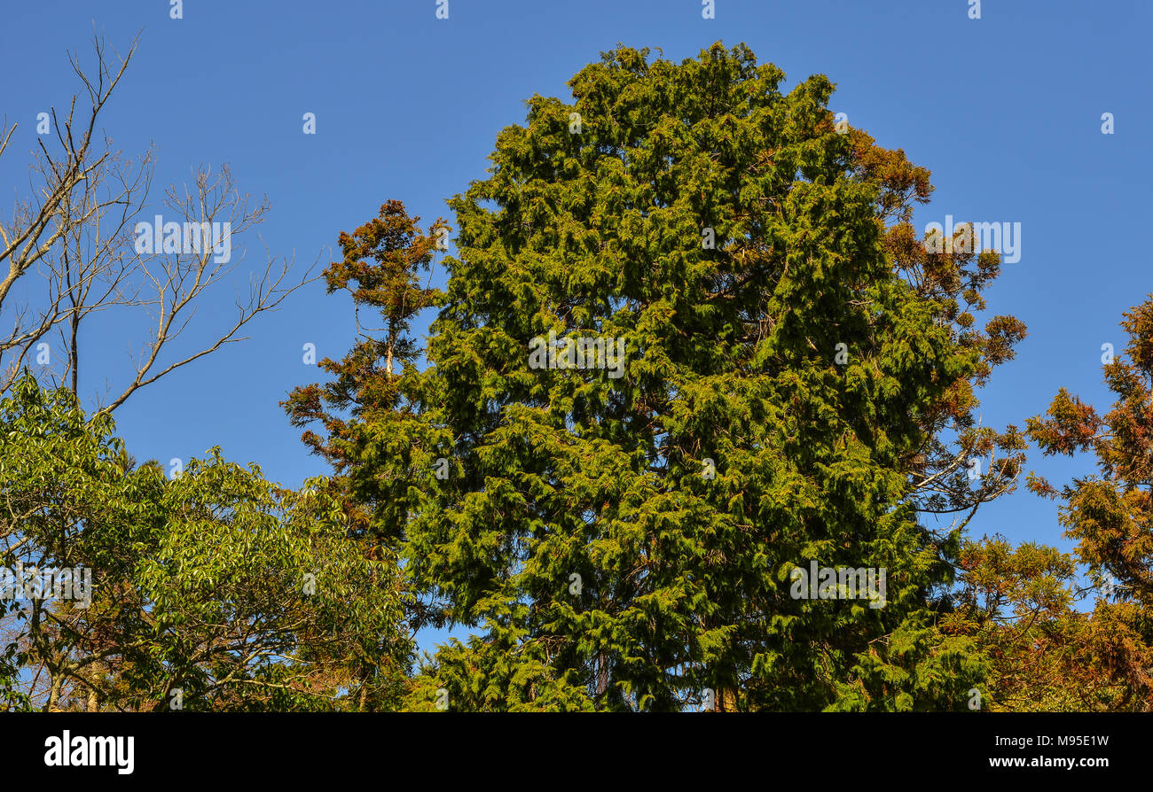 Green trees under sun light at zen garden in Mie, Japan Stock Photo - Alamy