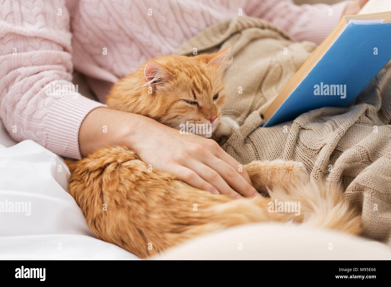 Cat reading book hi-res stock photography and images - Alamy