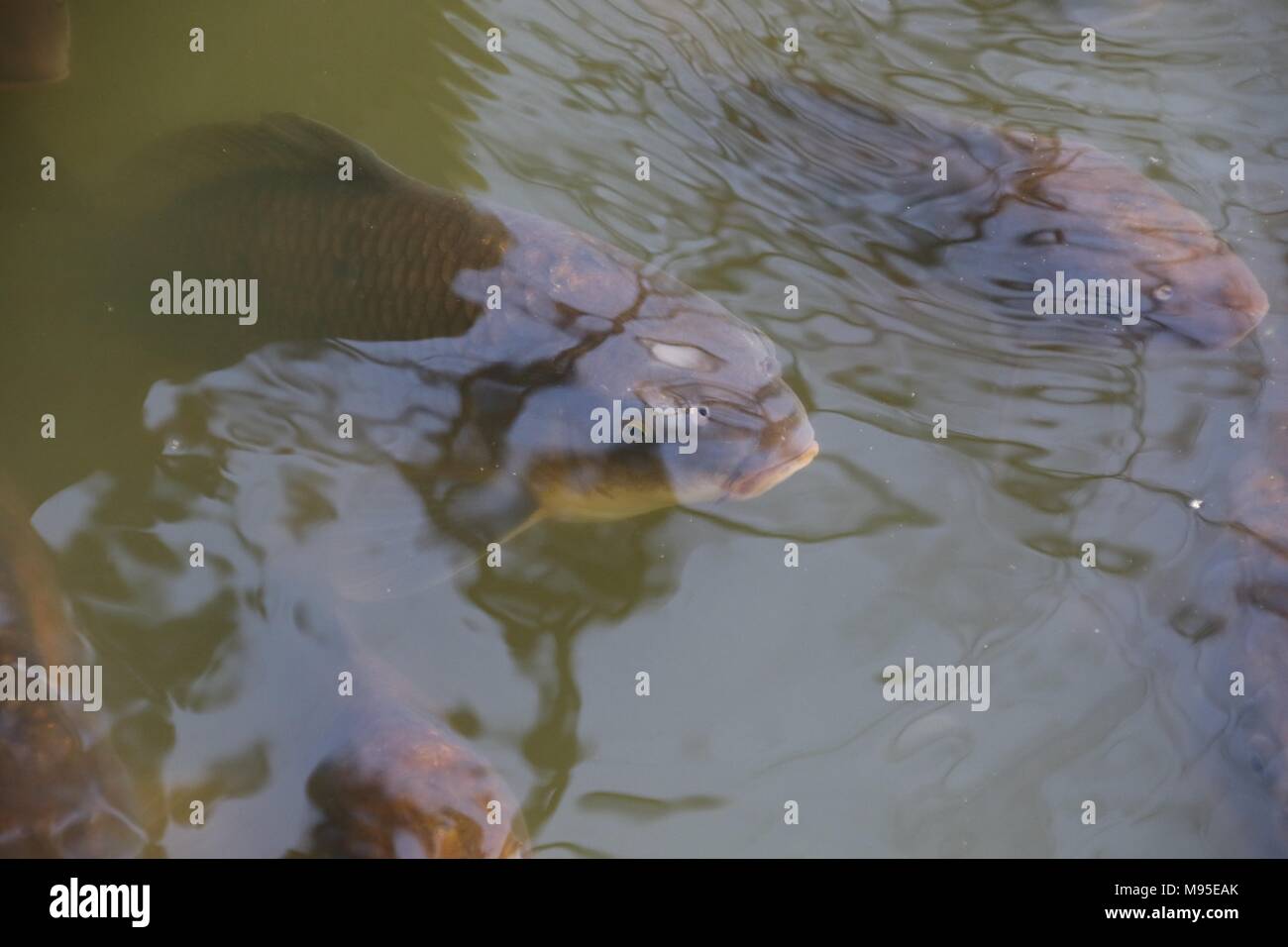 Feeding on a carp hi-res stock photography and images - Alamy