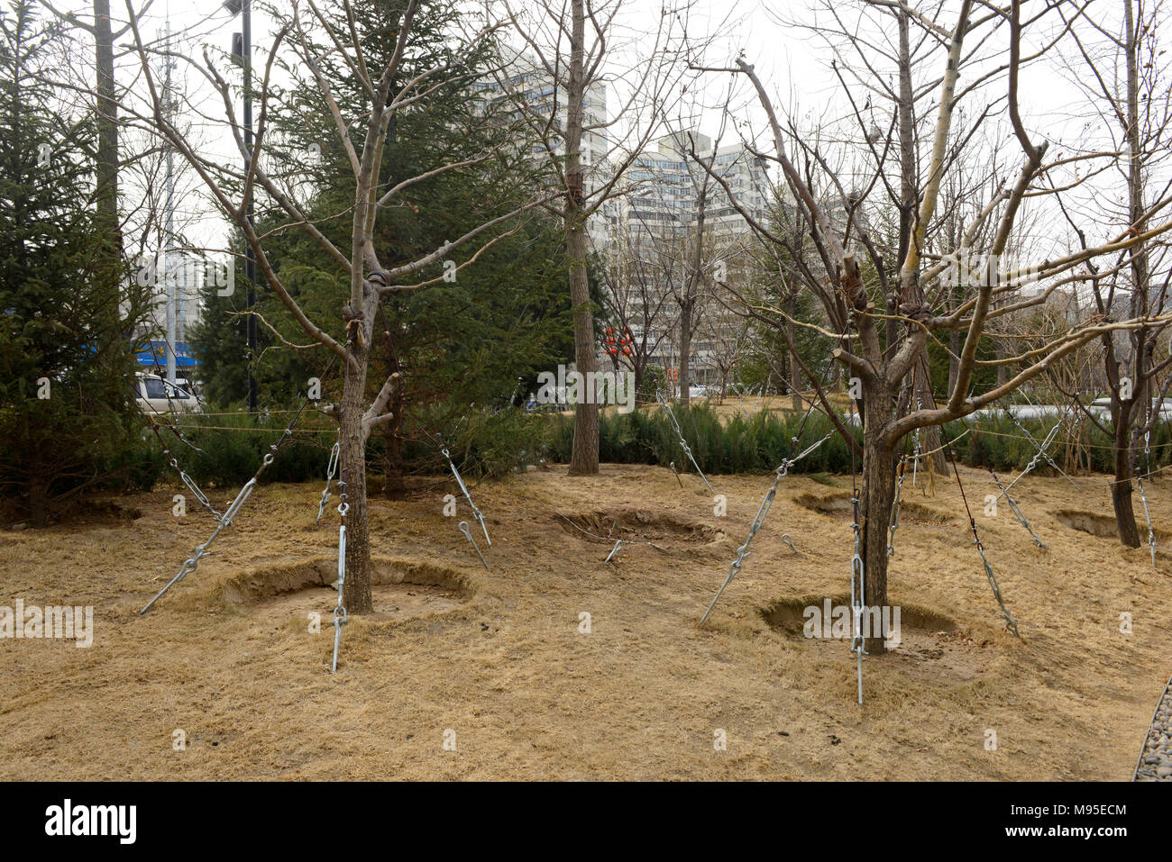 Modern tensionable tree support stays in use in a municipal planting in ...