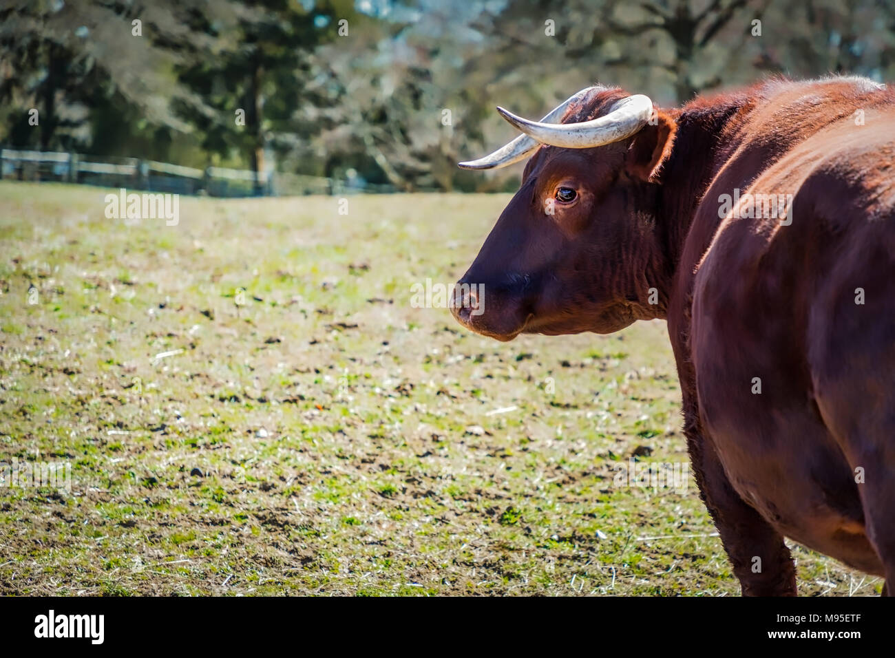 Crossed horns hi-res stock photography and images - Alamy