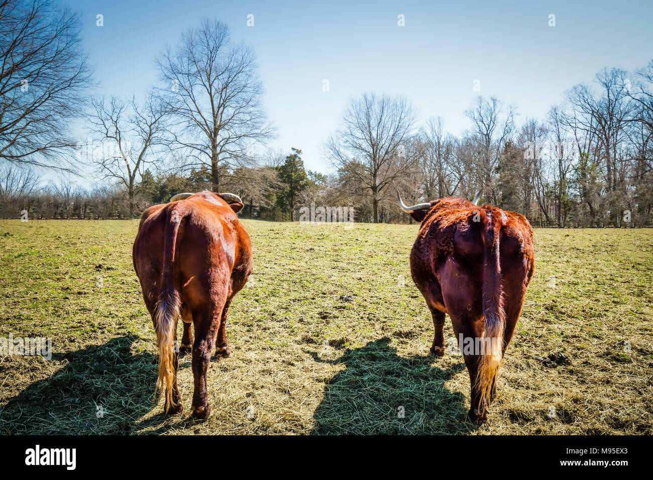 Two bulls standing in hi-res stock photography and images - Alamy