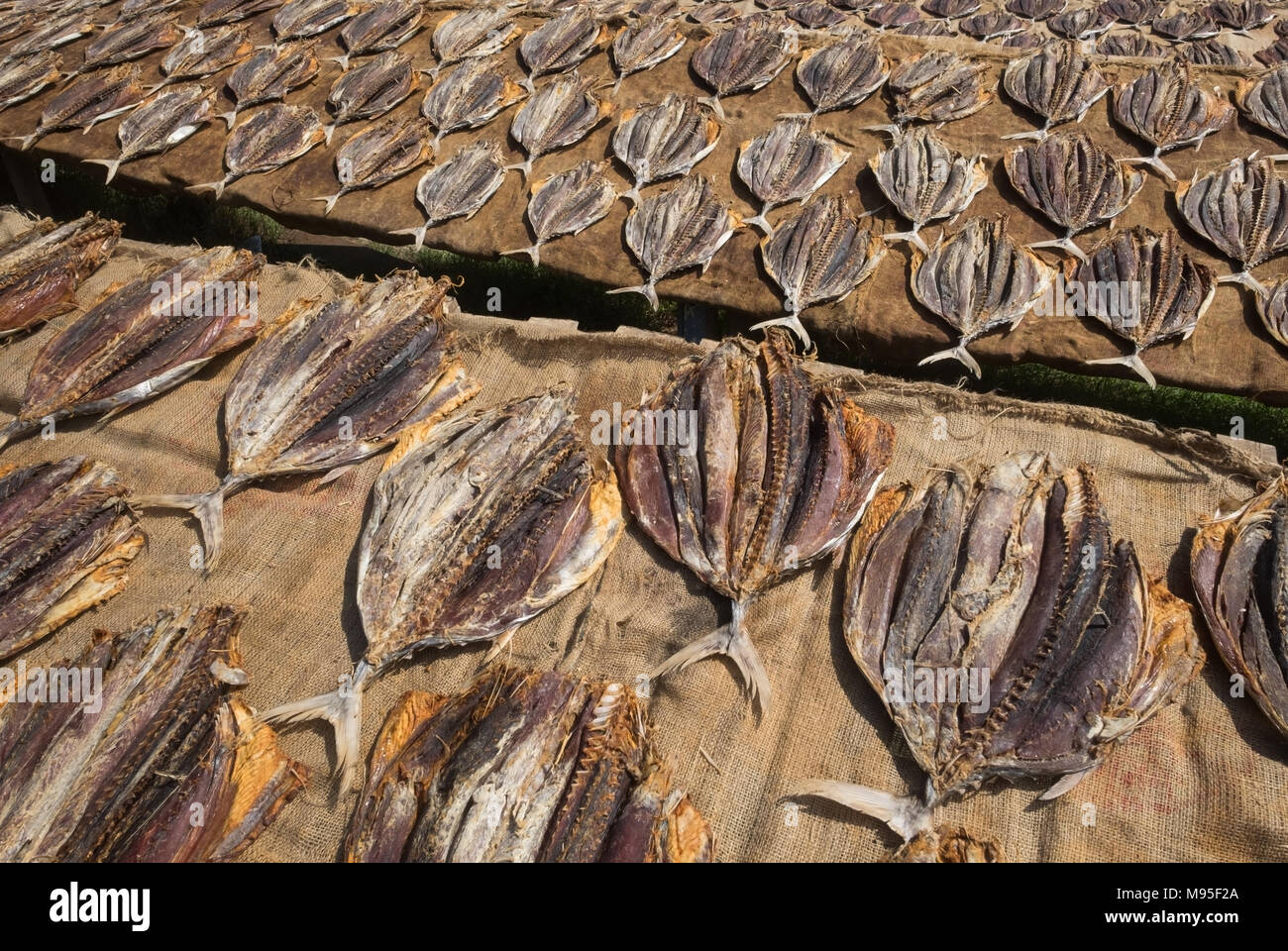 Traditional salted fish drying on racks in Midigama Srilanka. Local way ...