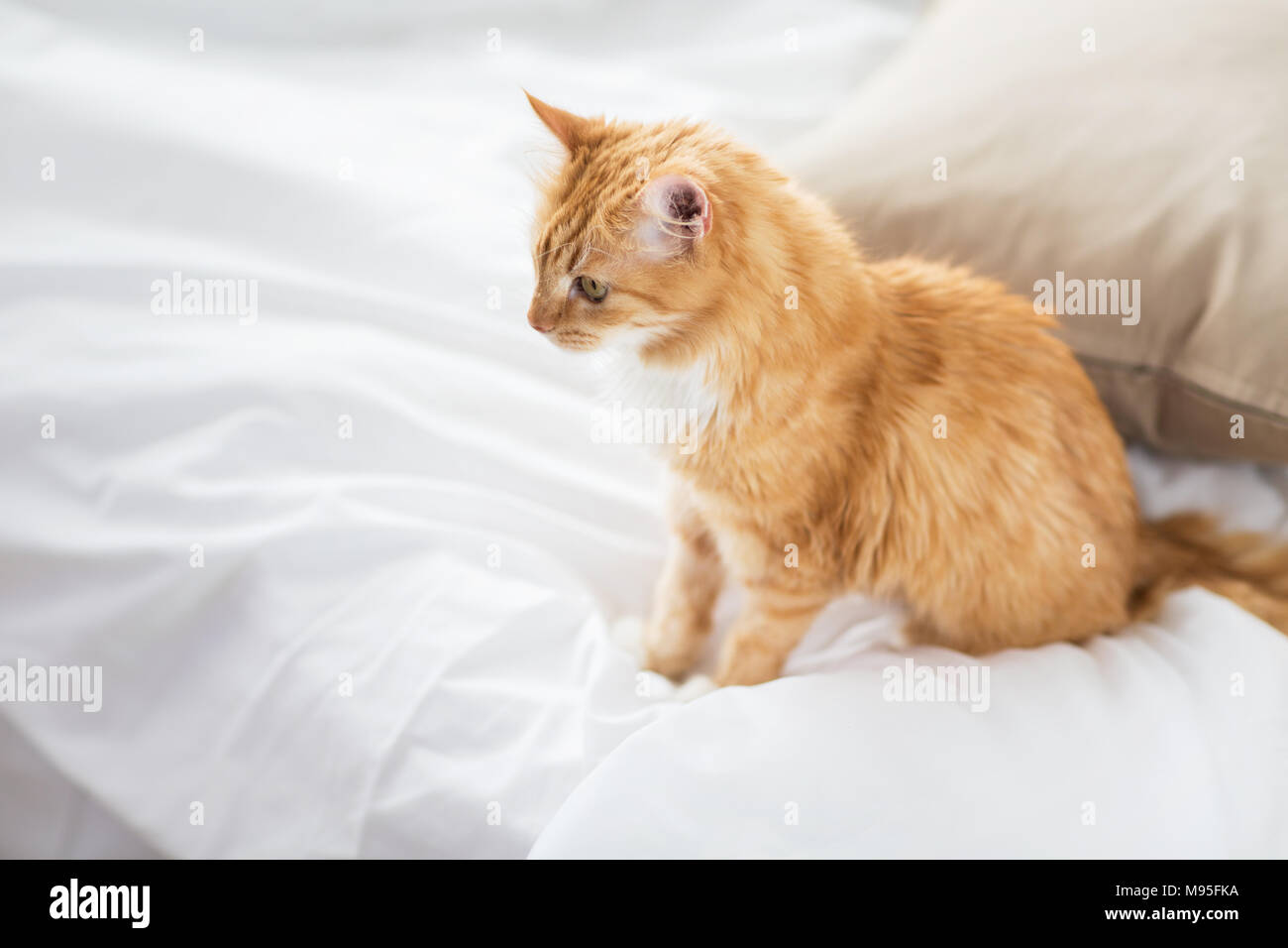 red tabby cat at home in bed Stock Photo - Alamy