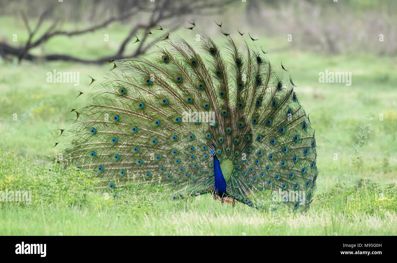 Jungle peacock hi-res stock photography and images - Alamy