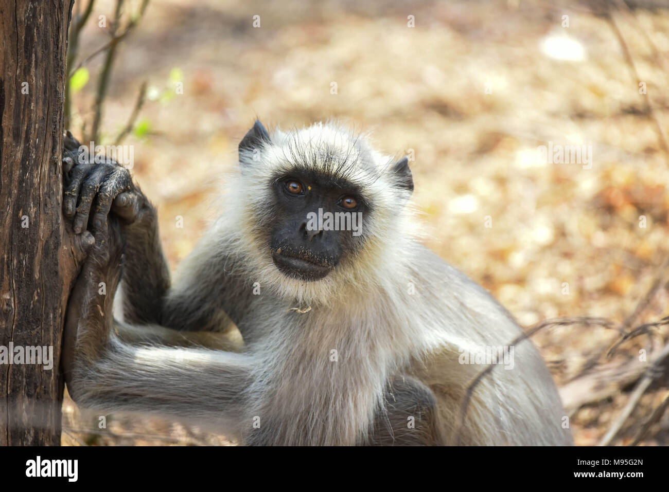 Langur are terrestrial hi-res stock photography and images - Alamy
