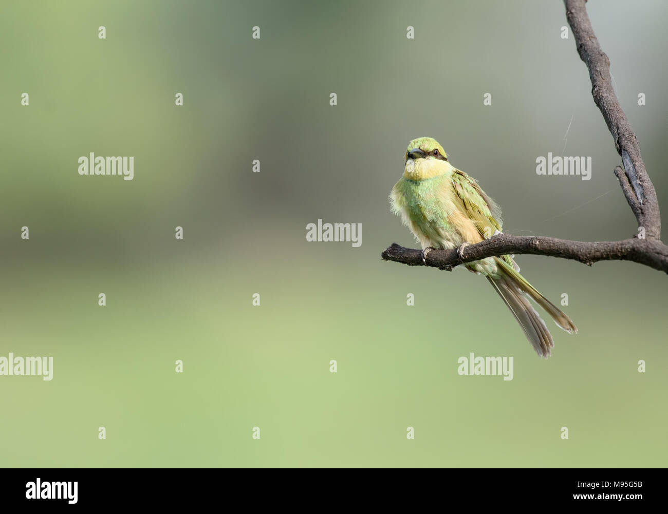 Green bee eater birds hi-res stock photography and images - Alamy