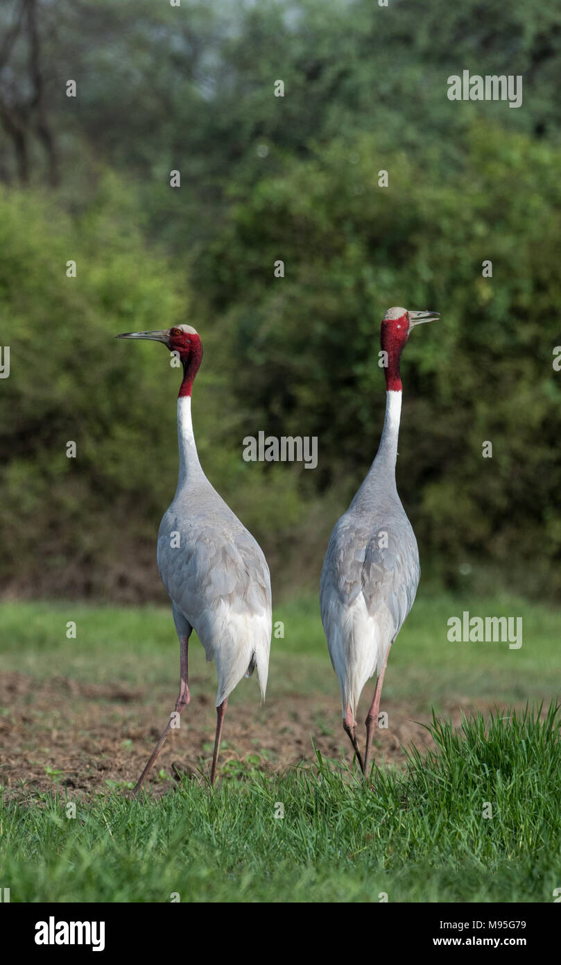 Sarus of bharatpur hi-res stock photography and images - Alamy