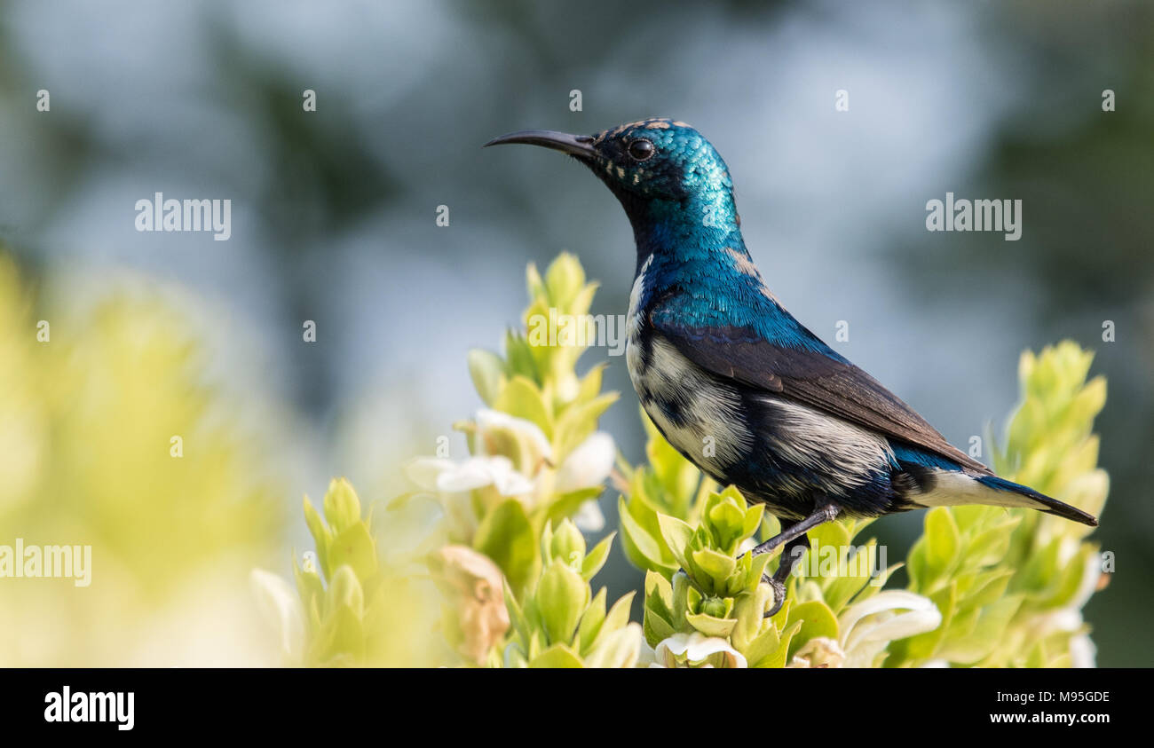 Purple sun bird hi-res stock photography and images - Alamy