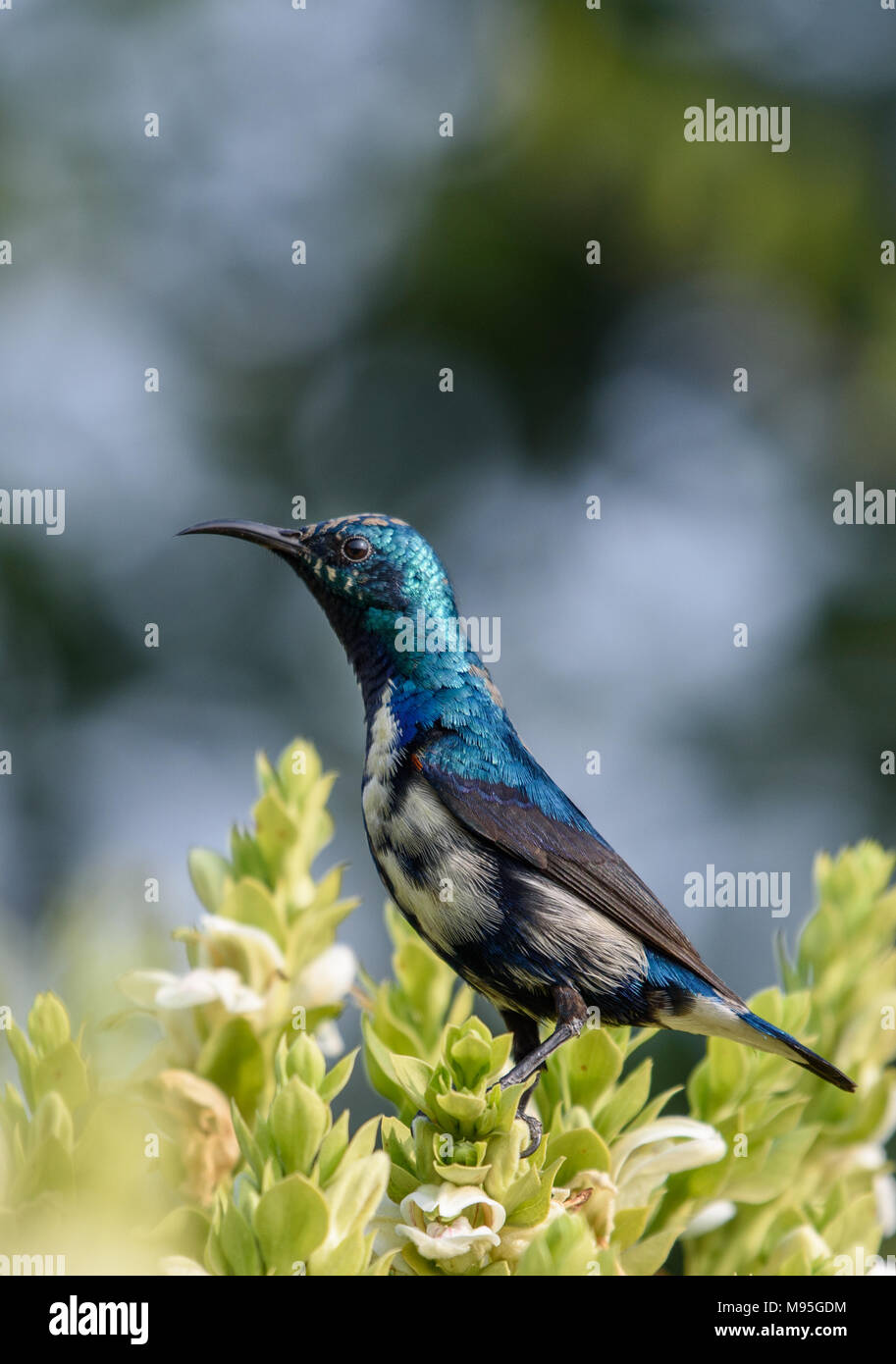 Purple sun bird hi-res stock photography and images - Alamy