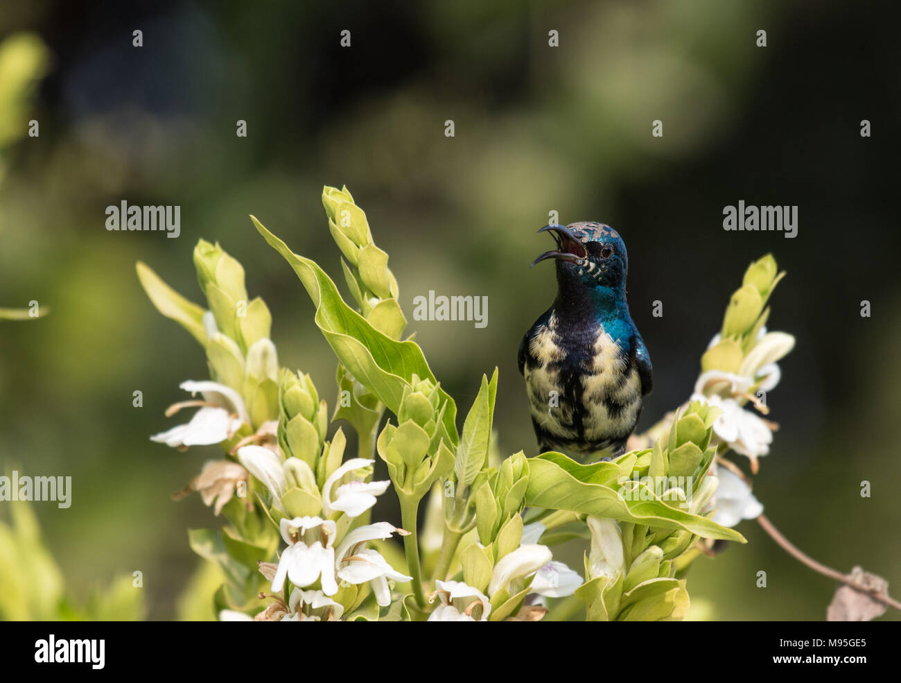 Purple sun bird Stock Photo - Alamy