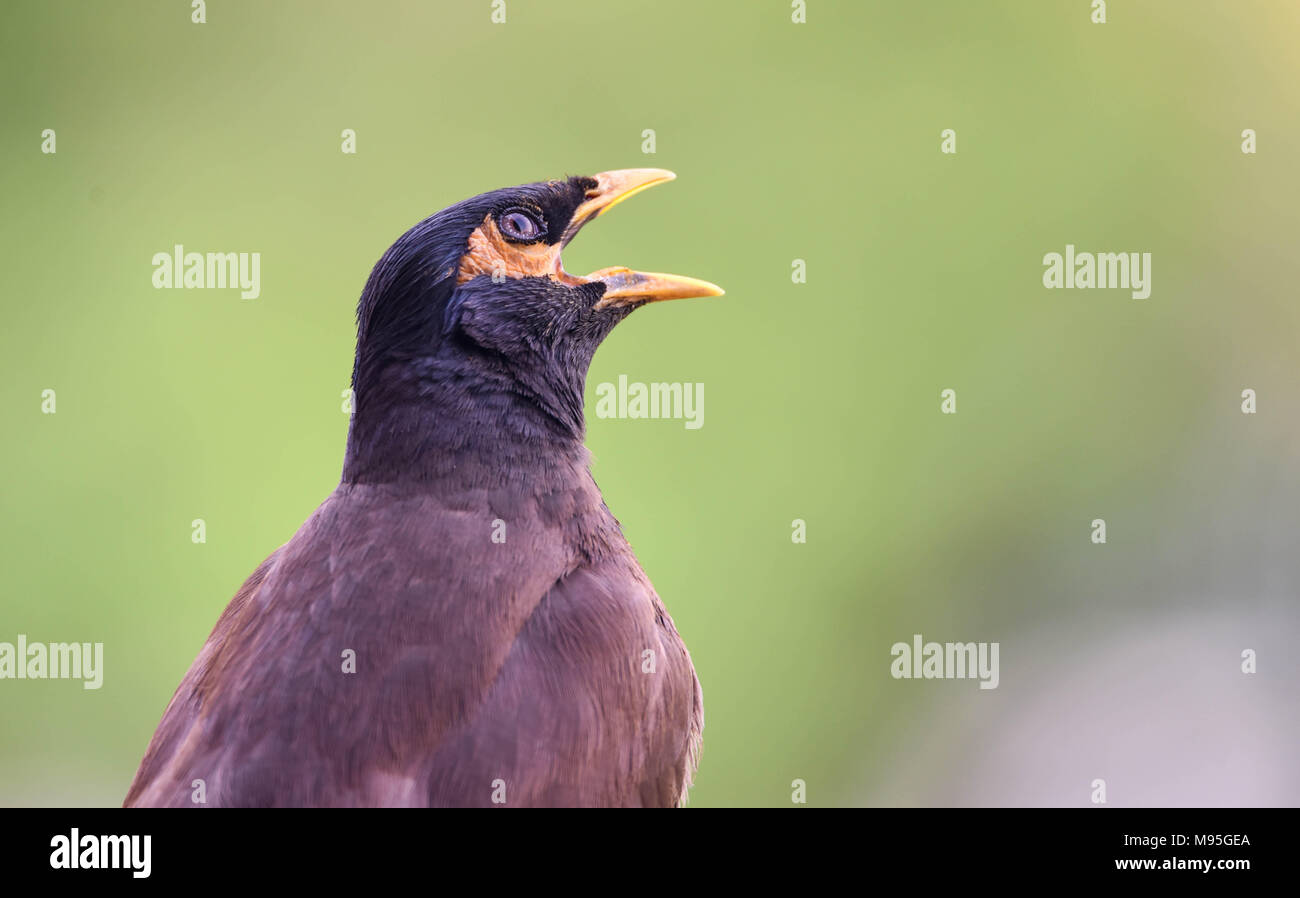 Myna standing hi-res stock photography and images - Alamy