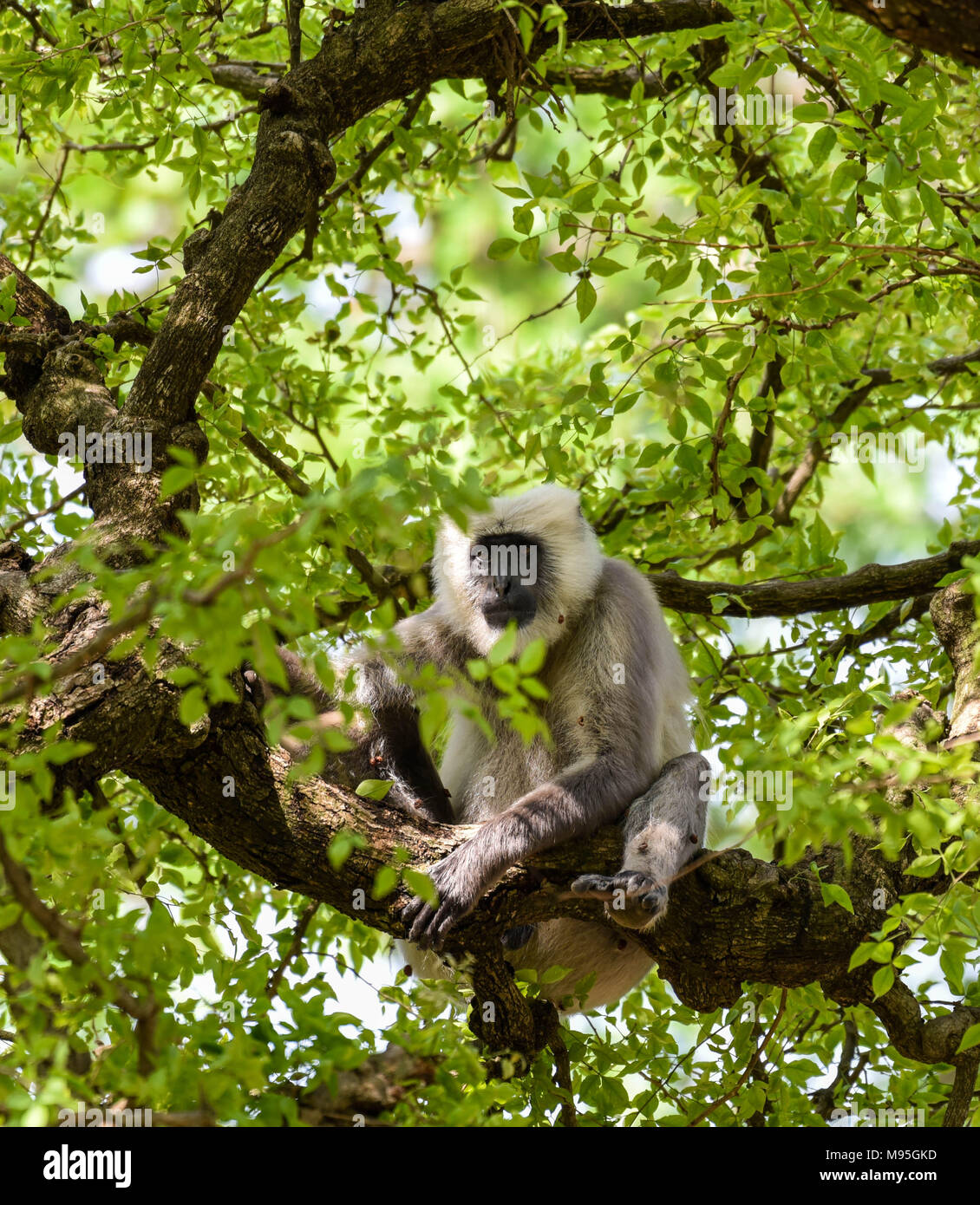 Langur are terrestrial hi-res stock photography and images - Alamy