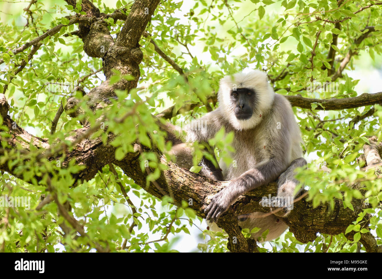 Langur are terrestrial hi-res stock photography and images - Alamy