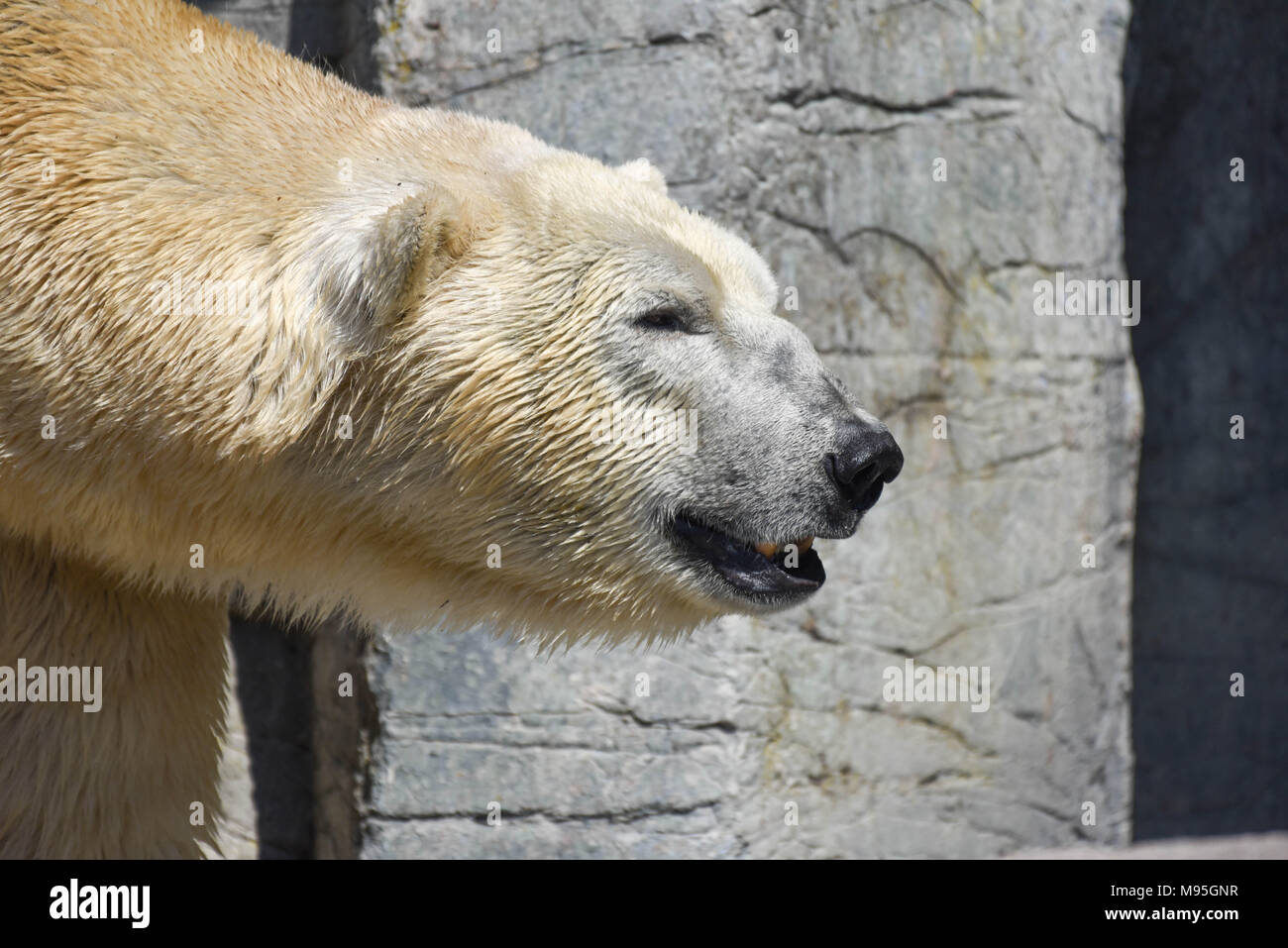 Brown bear tail hi-res stock photography and images - Alamy