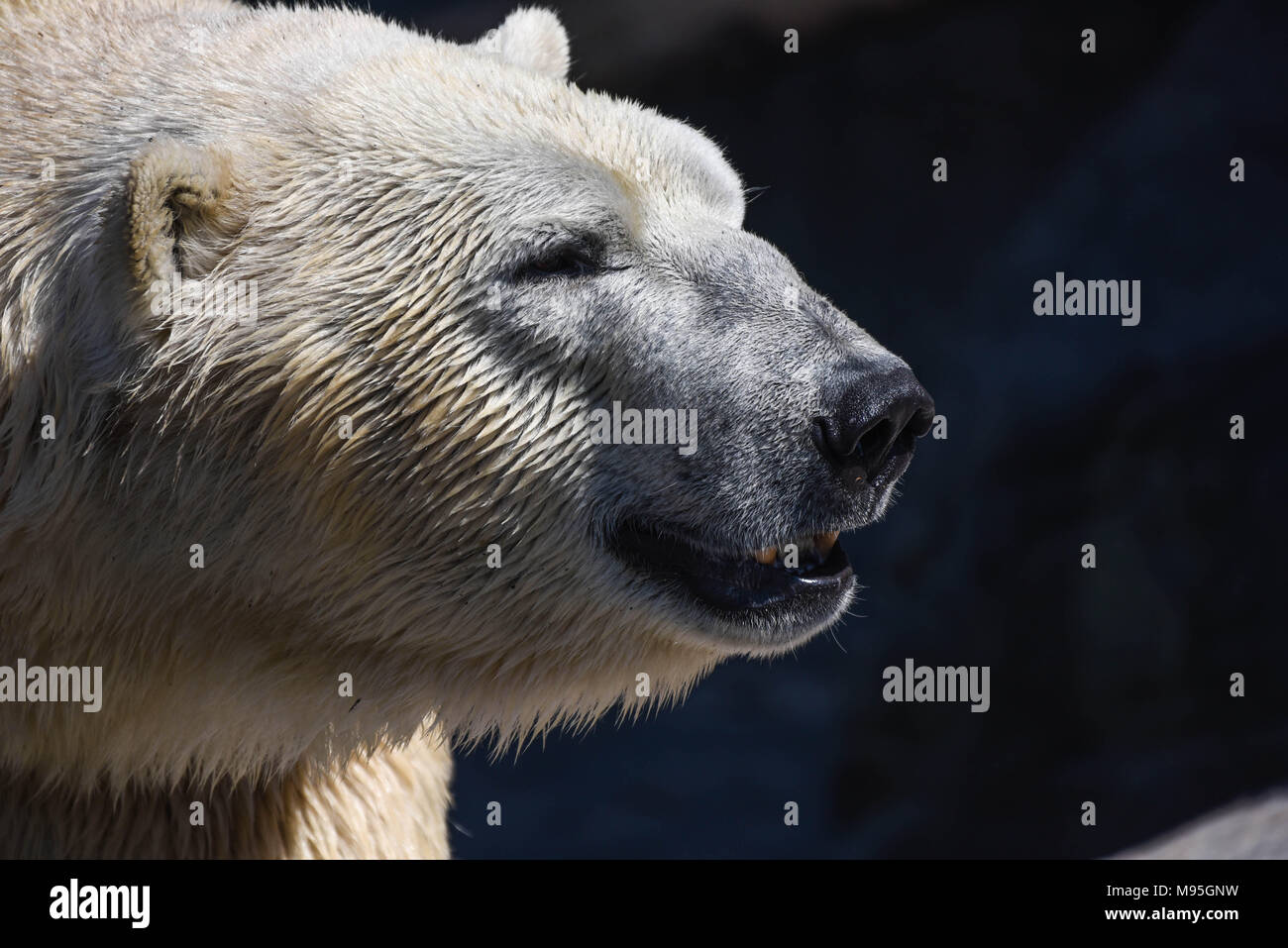 Brown bear tail hi-res stock photography and images - Alamy