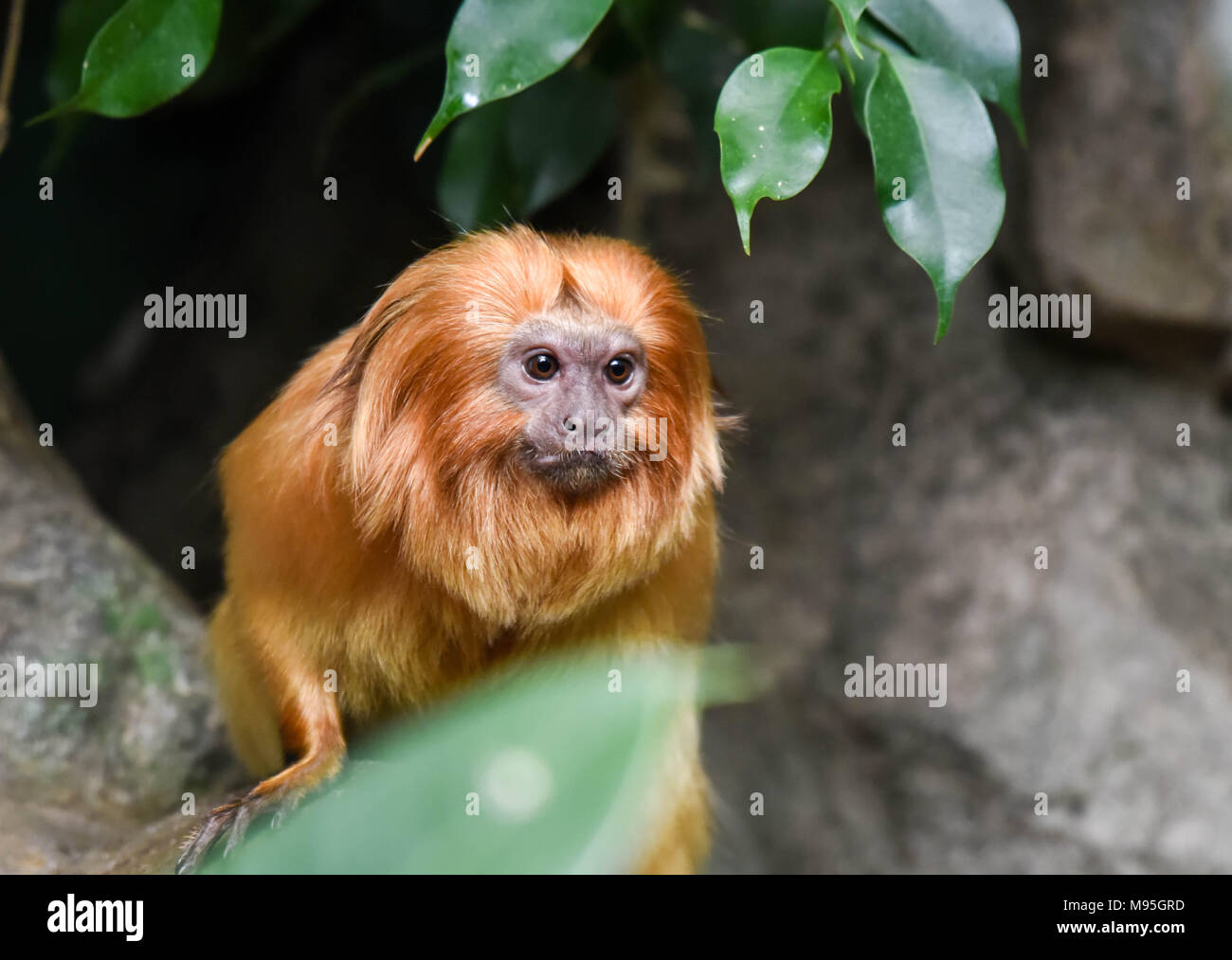Lion faced macaque hi-res stock photography and images - Alamy