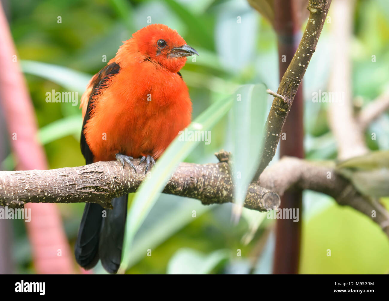 Orange bird hi-res stock photography and images - Alamy