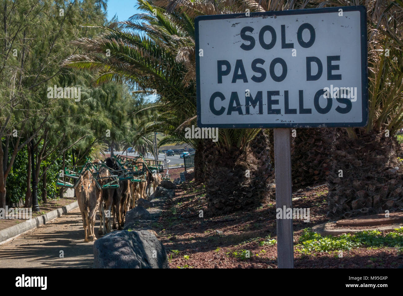 Camels walking down a camel path with a signpost saying Solo Paso de ...