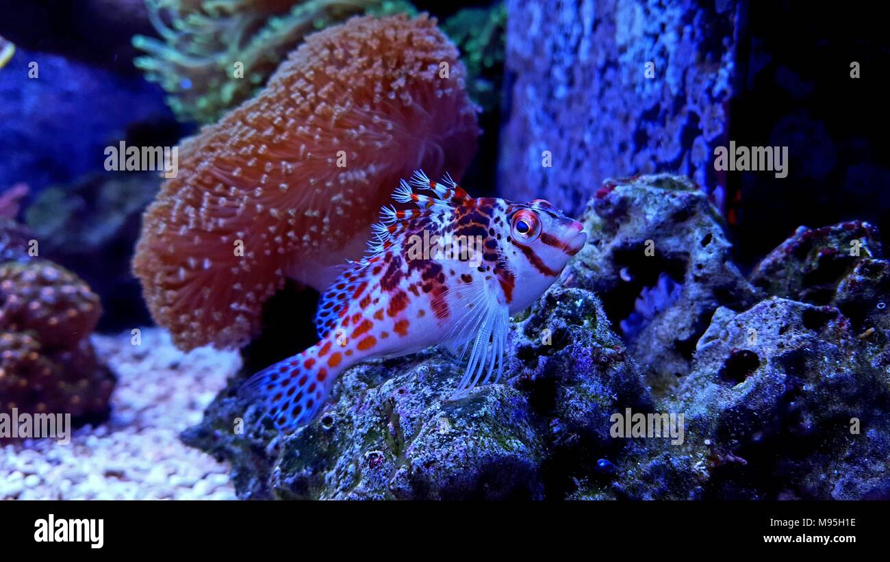 Dwarf Falco Hawkfish - (Cirrhitichthys falco Stock Photo - Alamy