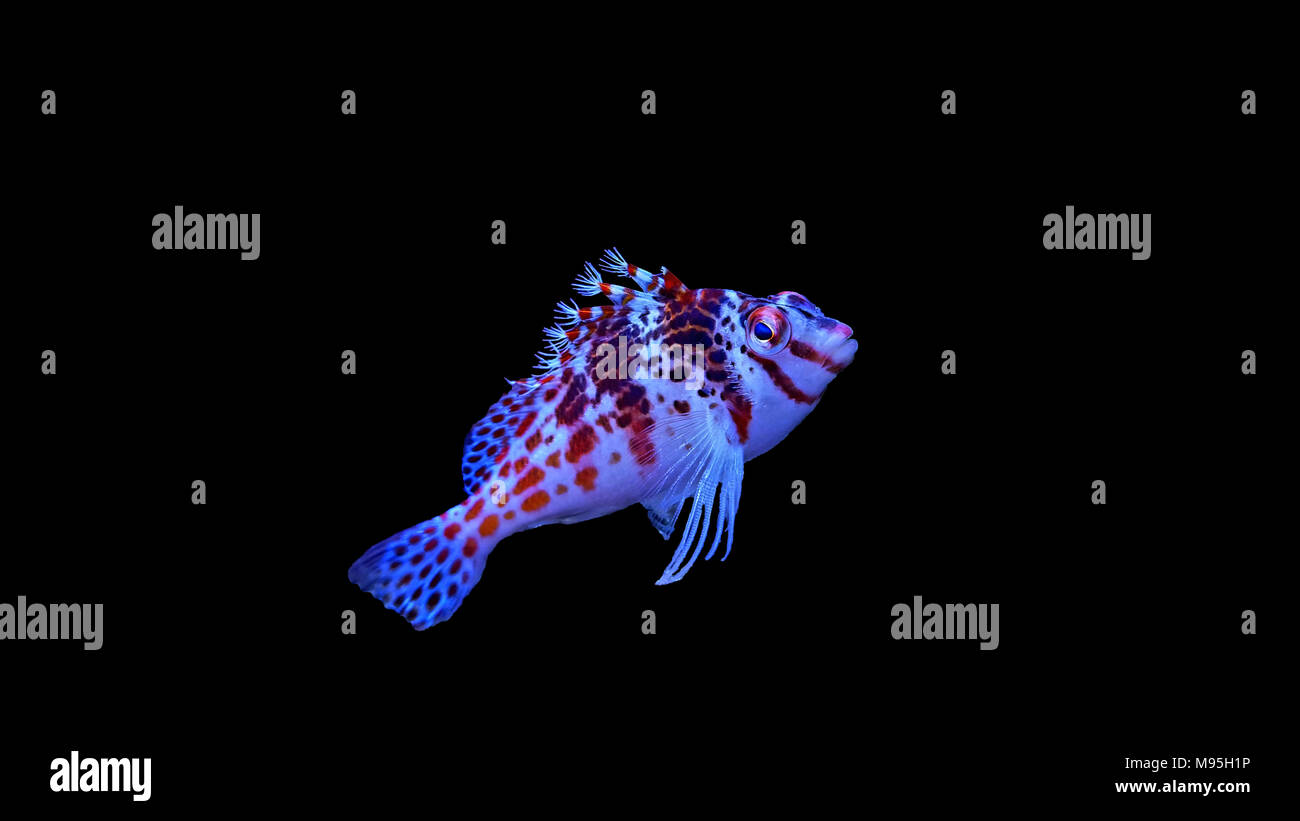 Dwarf hawkfish cirrhitichthys falco hi-res stock photography and images ...