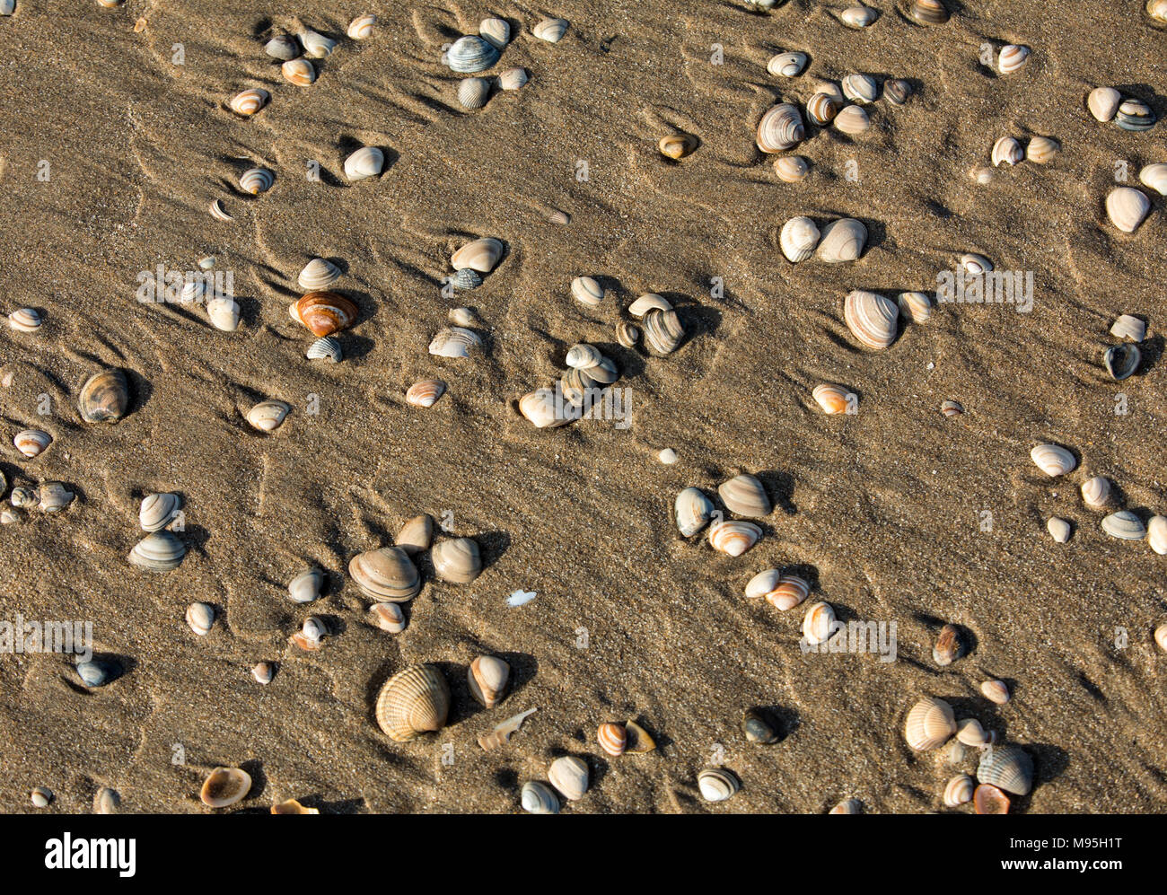 Little sea shells and stones on sand Stock Photo - Alamy