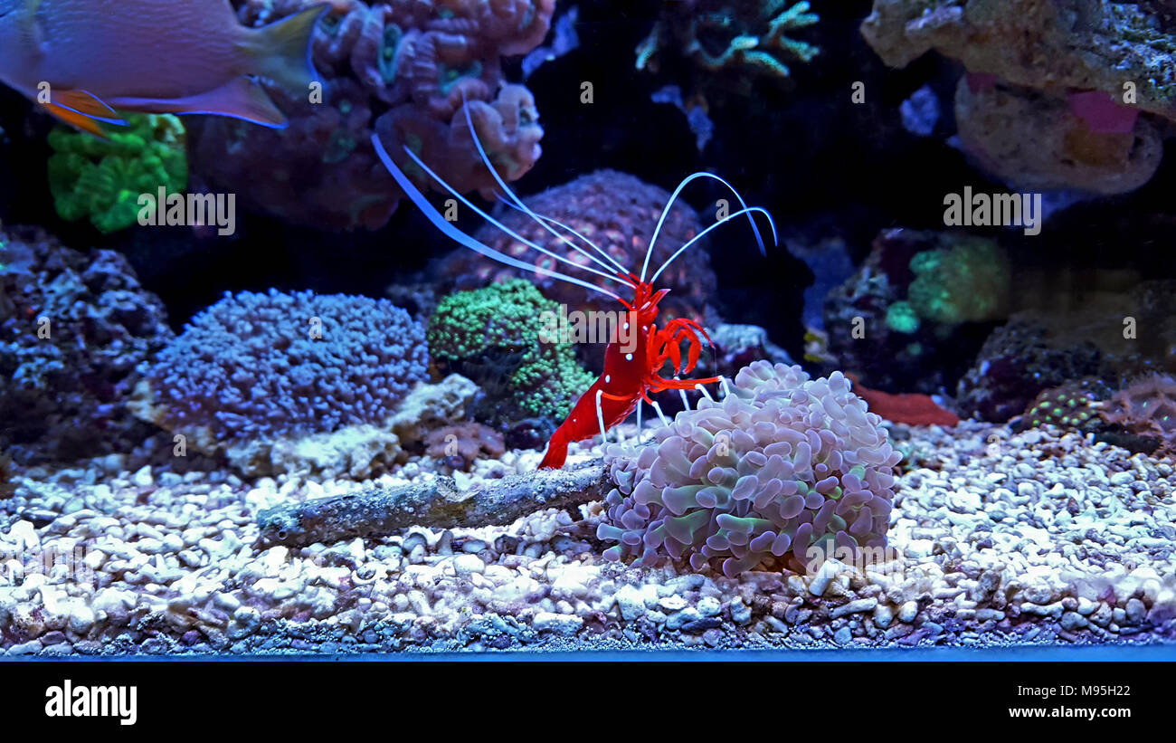 Red Fire shrimp - Lysmata Debelius Stock Photo - Alamy