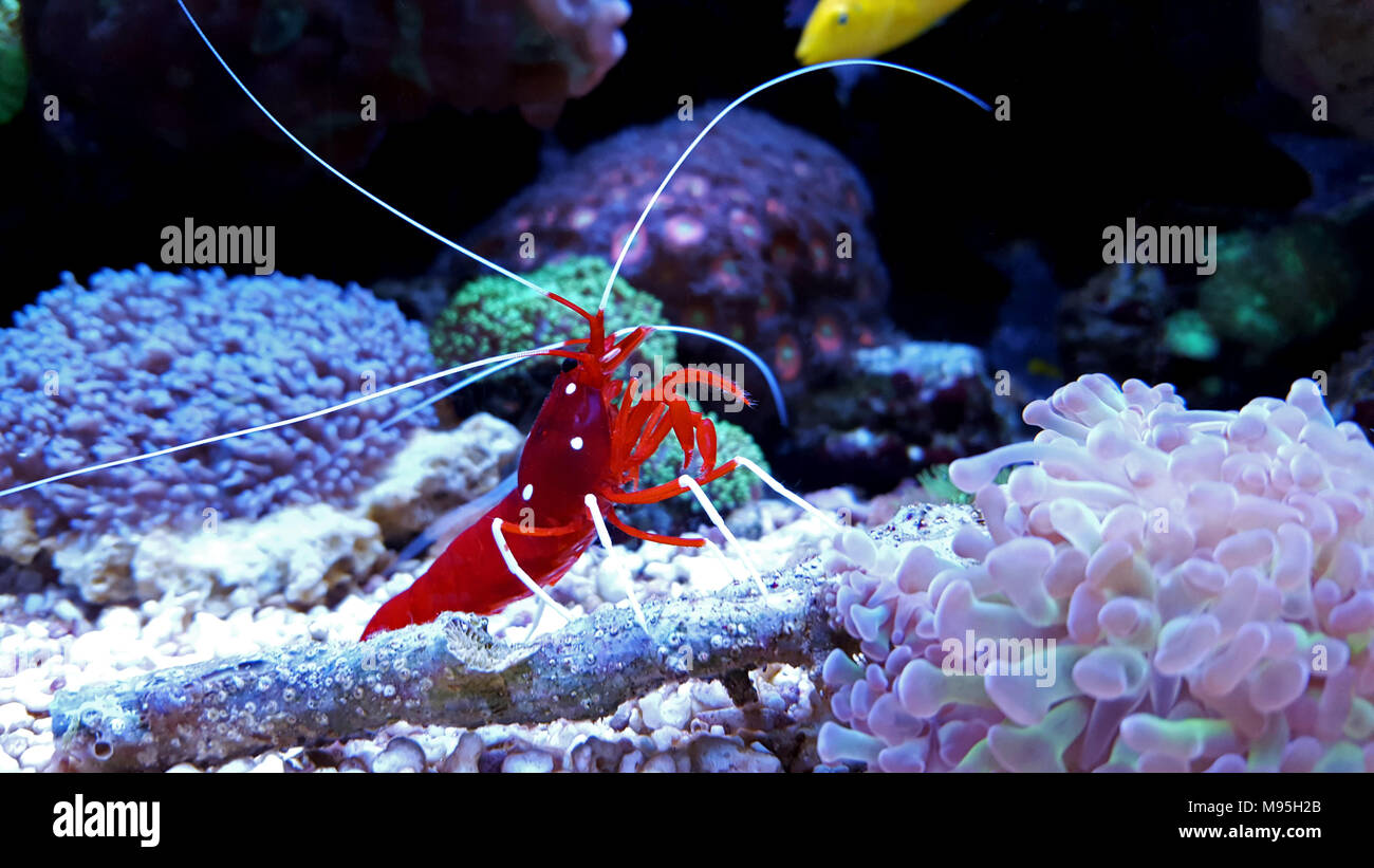 Red cleaner shrimp hi-res stock photography and images - Alamy