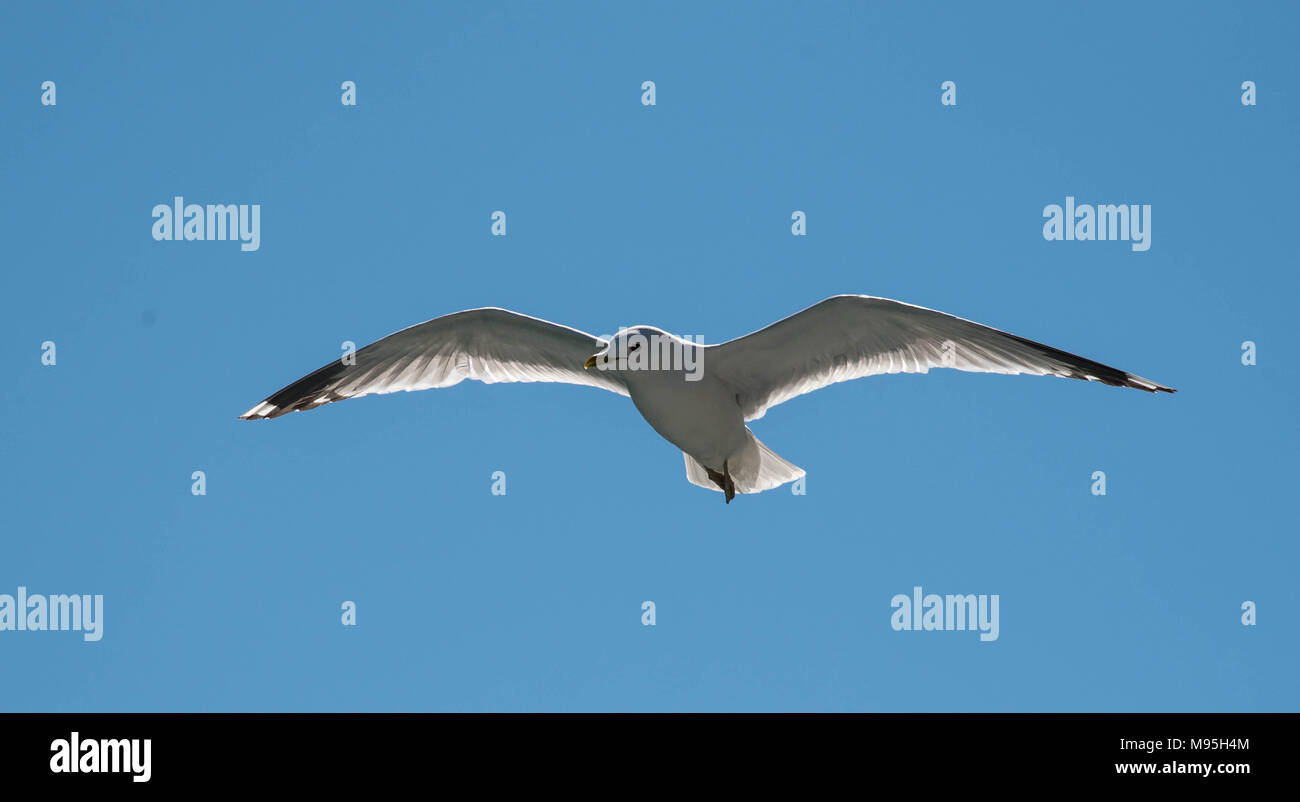 Gulls daylight hi-res stock photography and images - Alamy
