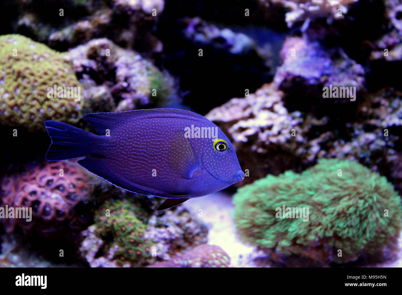 Kole yellow eye tang Stock Photo - Alamy