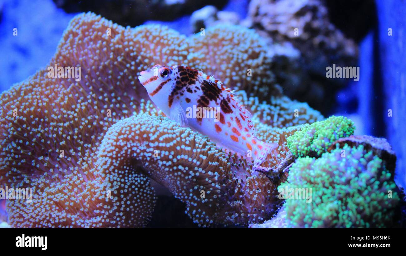 Dwarf Falco Hawkfish - (Cirrhitichthys falco Stock Photo - Alamy