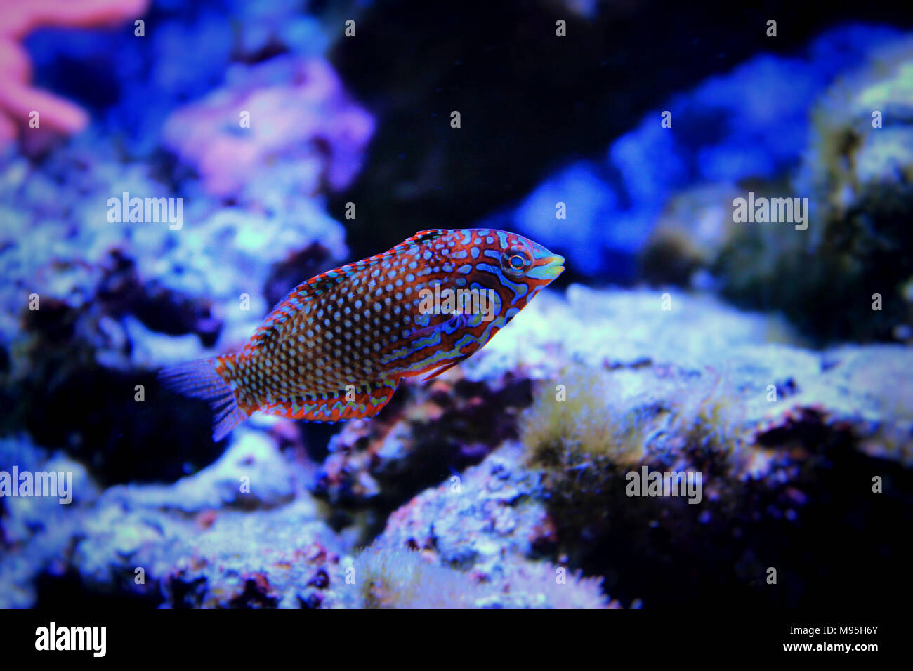 Ornate Leopard wrasse fish in coral reef aquarium tank Stock Photo - Alamy
