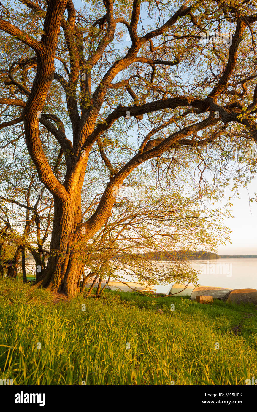 Vertical view of big tree Stock Photo - Alamy