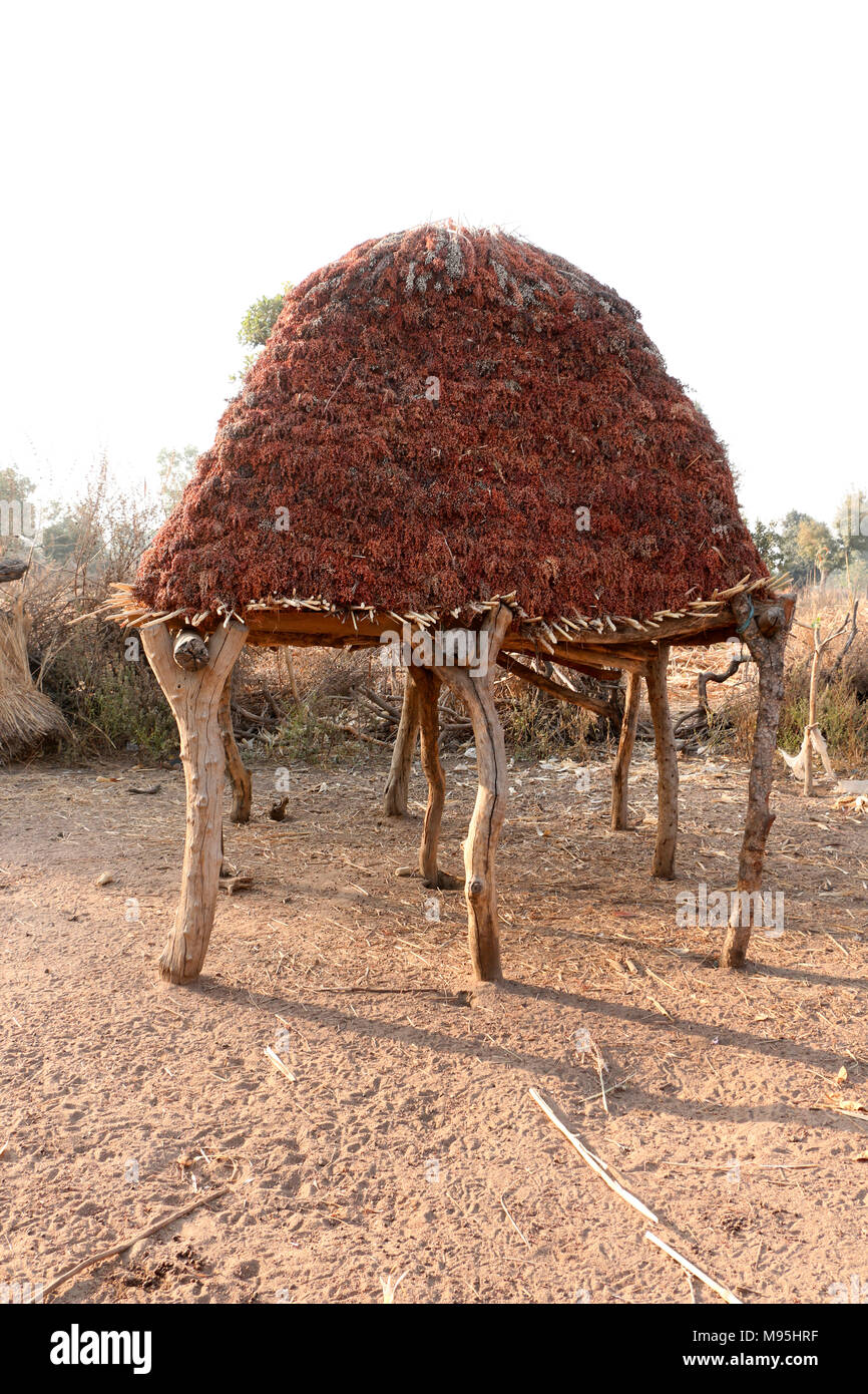 Millet a cereal eaten a lot in the tribal village in benin. The grains ...
