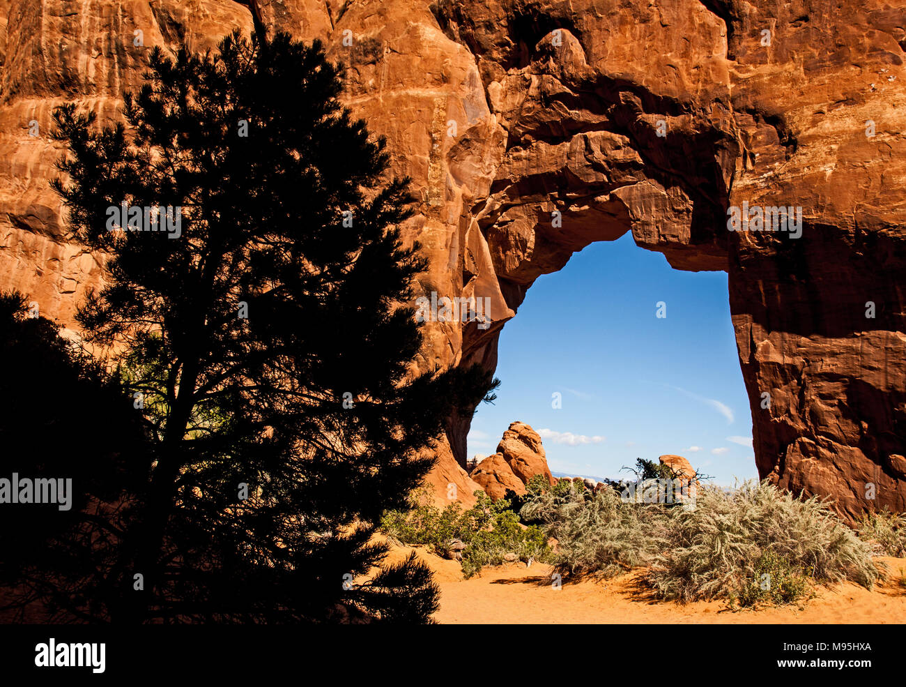 Pine Tree Arch 3 Stock Photo - Alamy