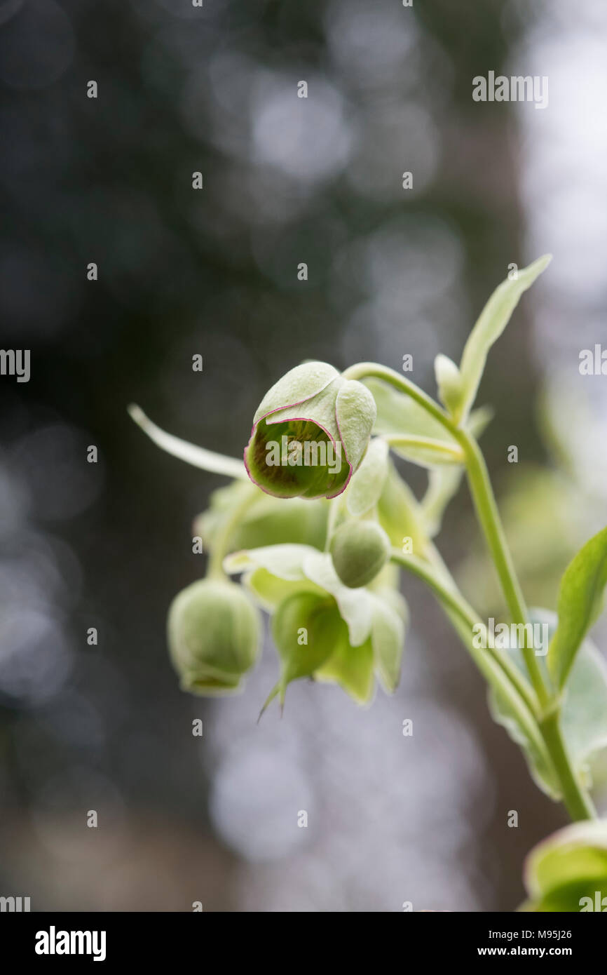 Helleborus foetidus Wester Flisk Group. Stinking hellebore Wester Flisk ...