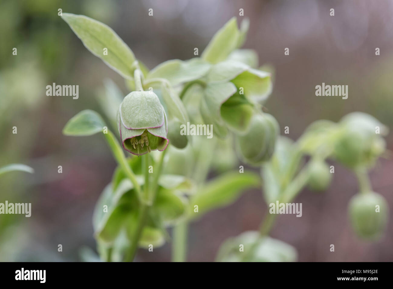 Helleborus foetidus Wester Flisk Group. Stinking hellebore Wester Flisk ...