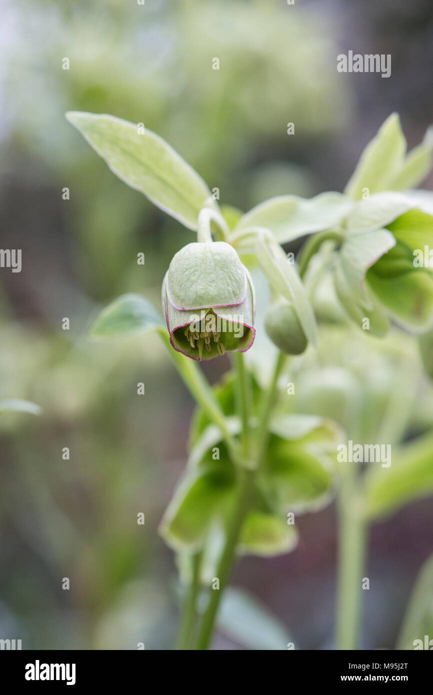 Helleborus foetidus wester flisk hi-res stock photography and images ...