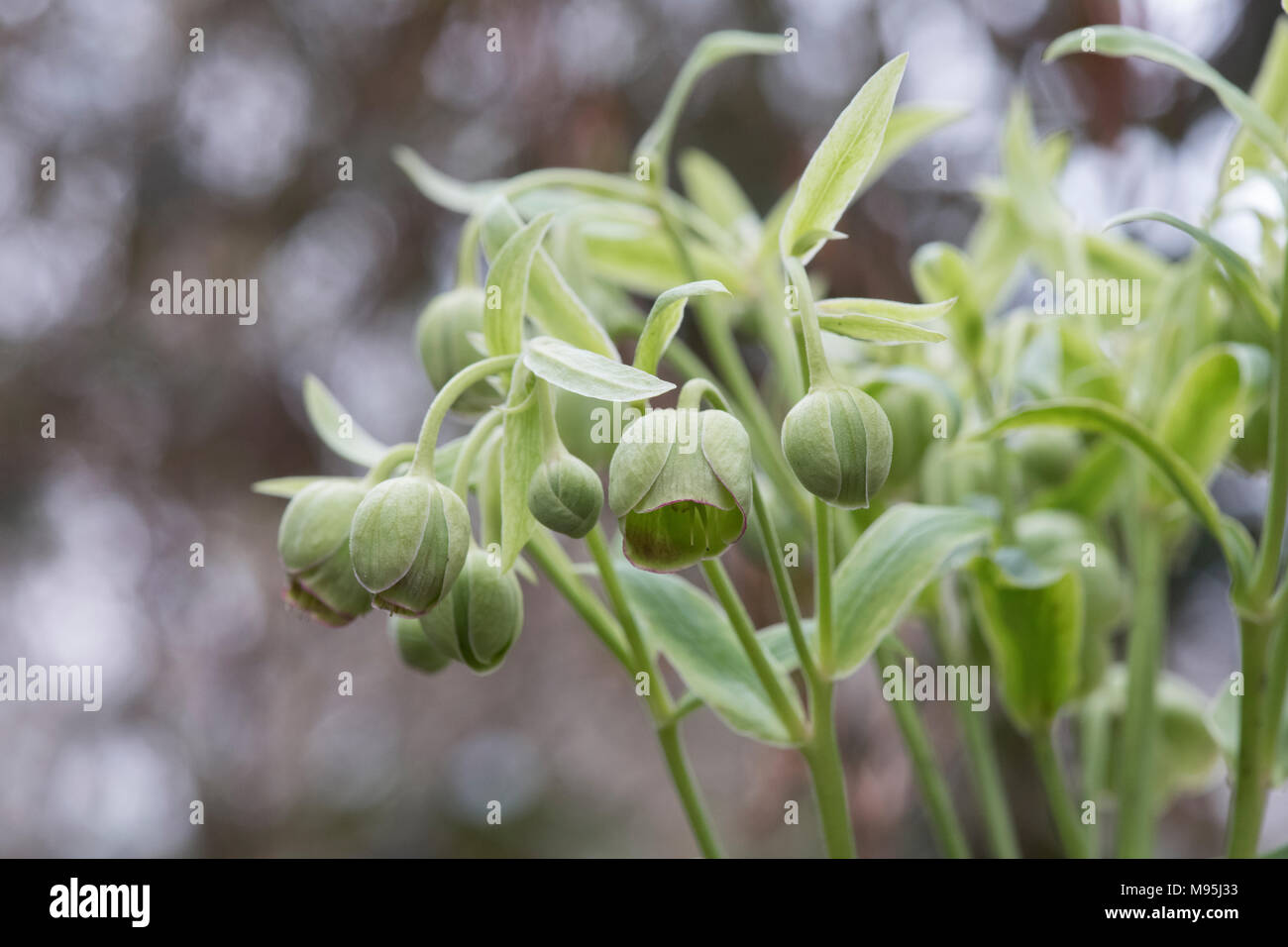 Perennial hellebores hi-res stock photography and images - Alamy