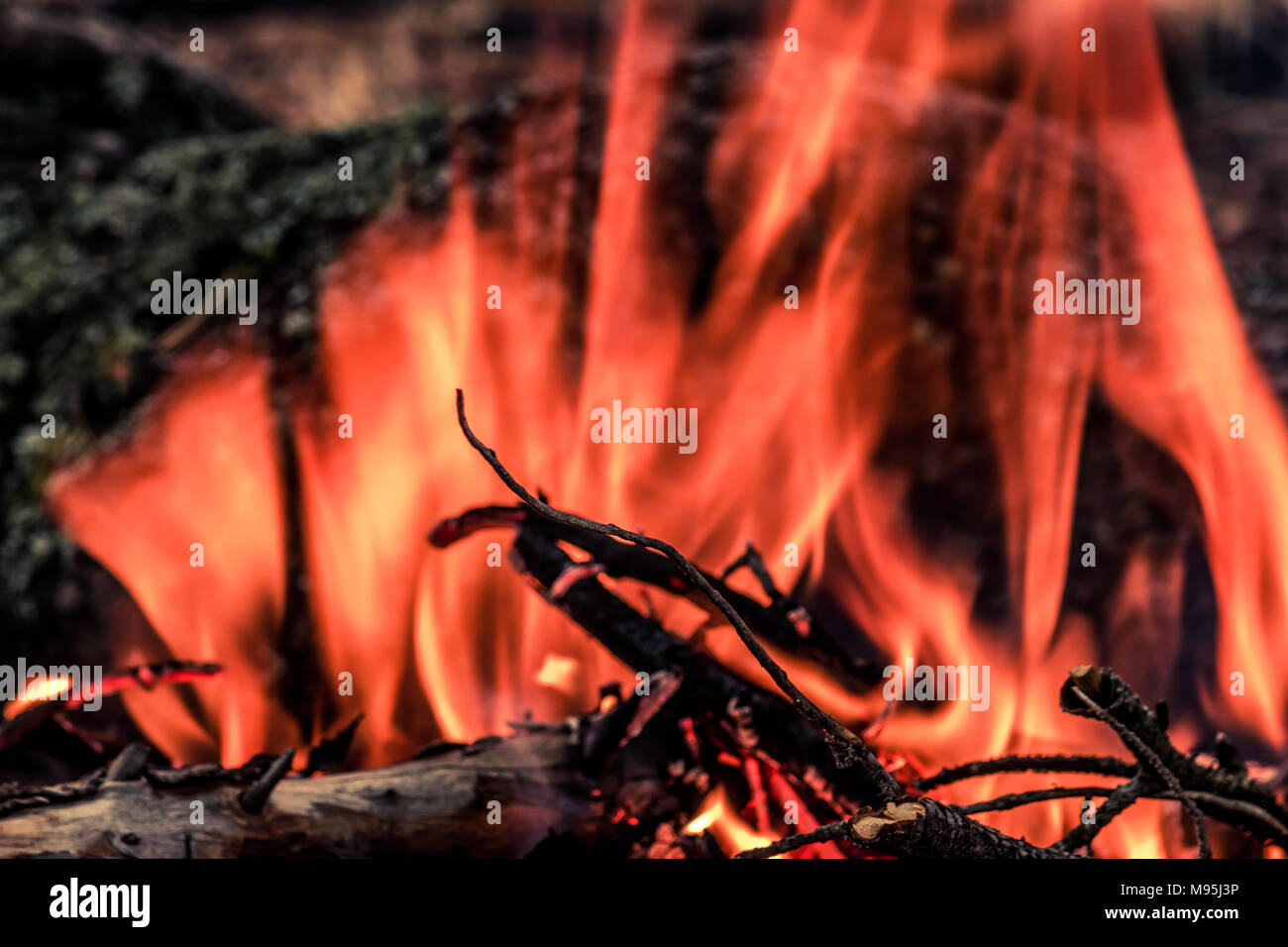 Tourist bonfire in the wild forest. A flame of fire in a dark forest ...