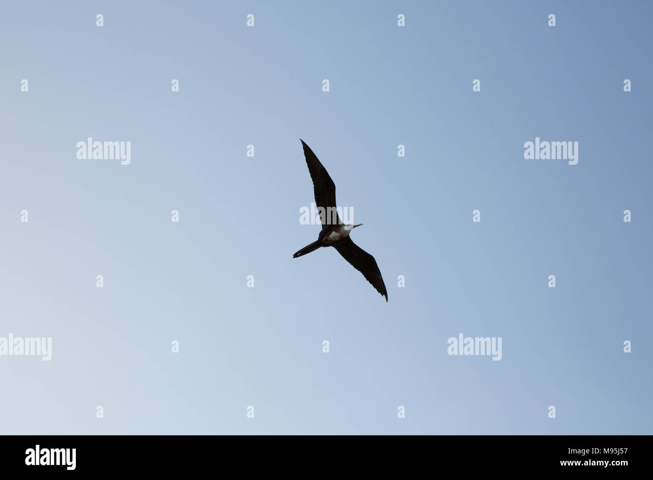 Female Magnificent frigate bird, Fregata magnificens, near the mouth of ...