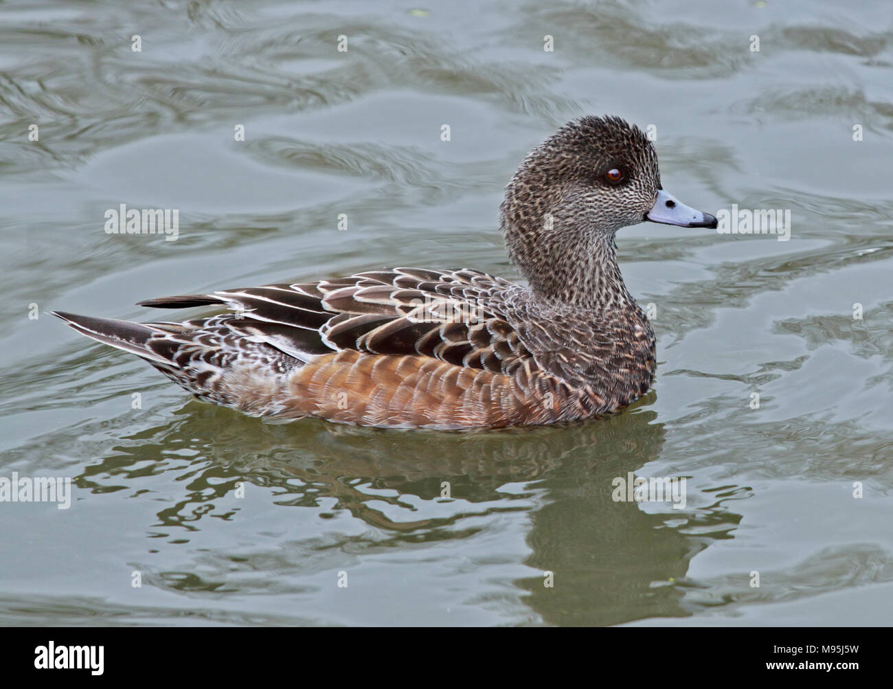 Hen Widgeon