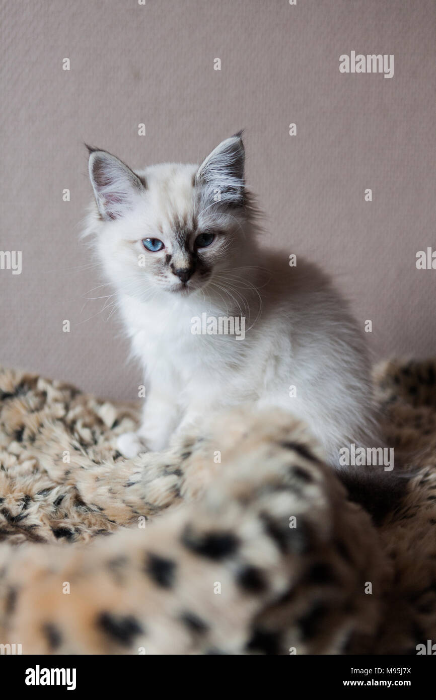 Sacred Birman kitten Stock Photo - Alamy
